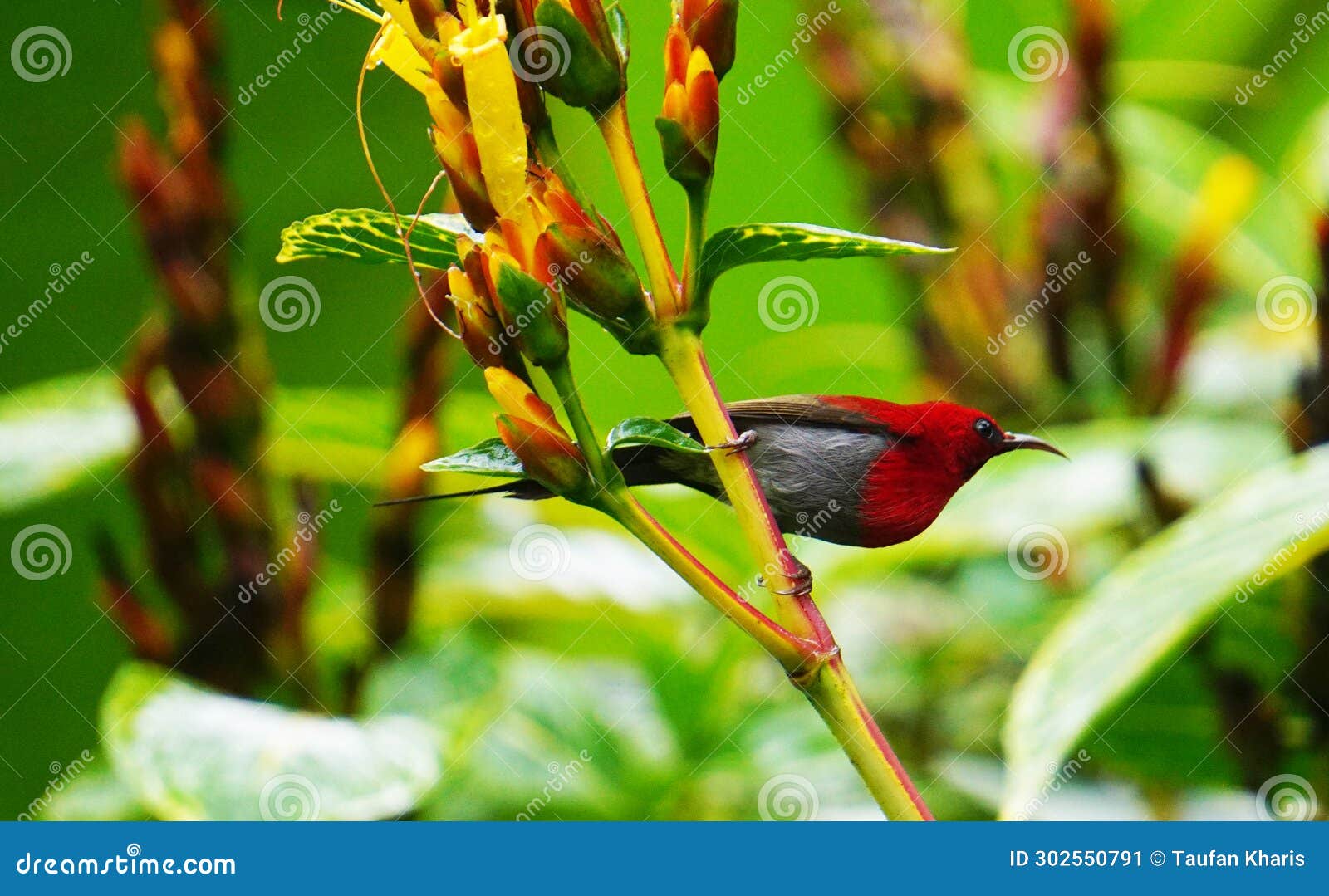 This is a the Java Honeybird. the Java Honeybird Belongs To the ...