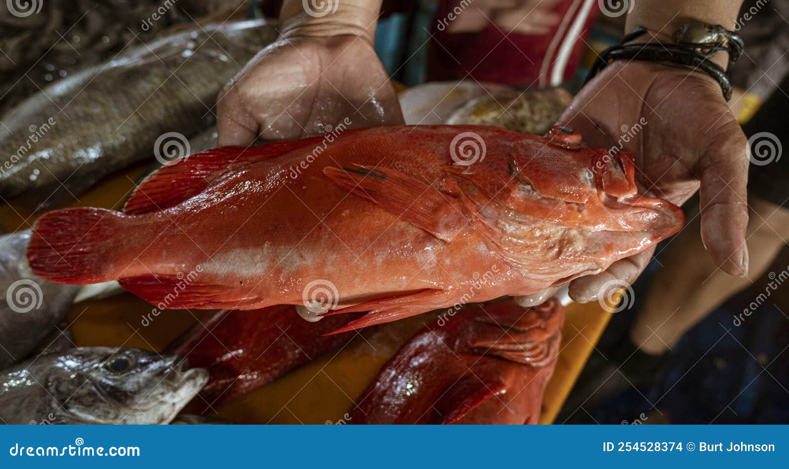 Java, Indonesia, June 13, 2022 - Large Red Snapper Fish Being Held by ...