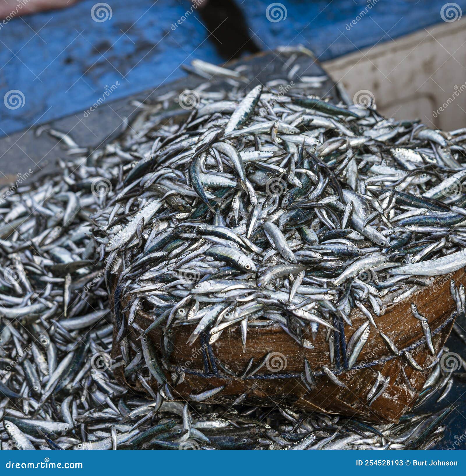 Java, Indonesia, June 13, 2022 - Tiny Sardine-like Fish are Often Dried ...