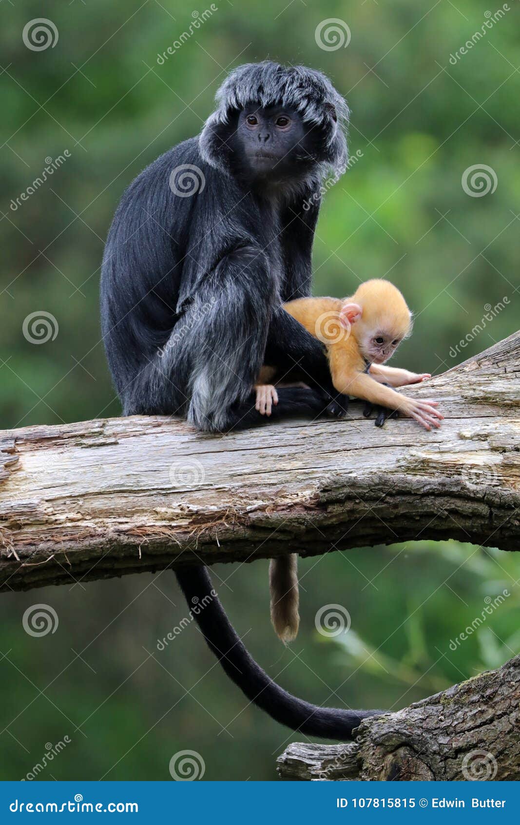 Java langur stock image. Image of mother, animal, cute - 107815815