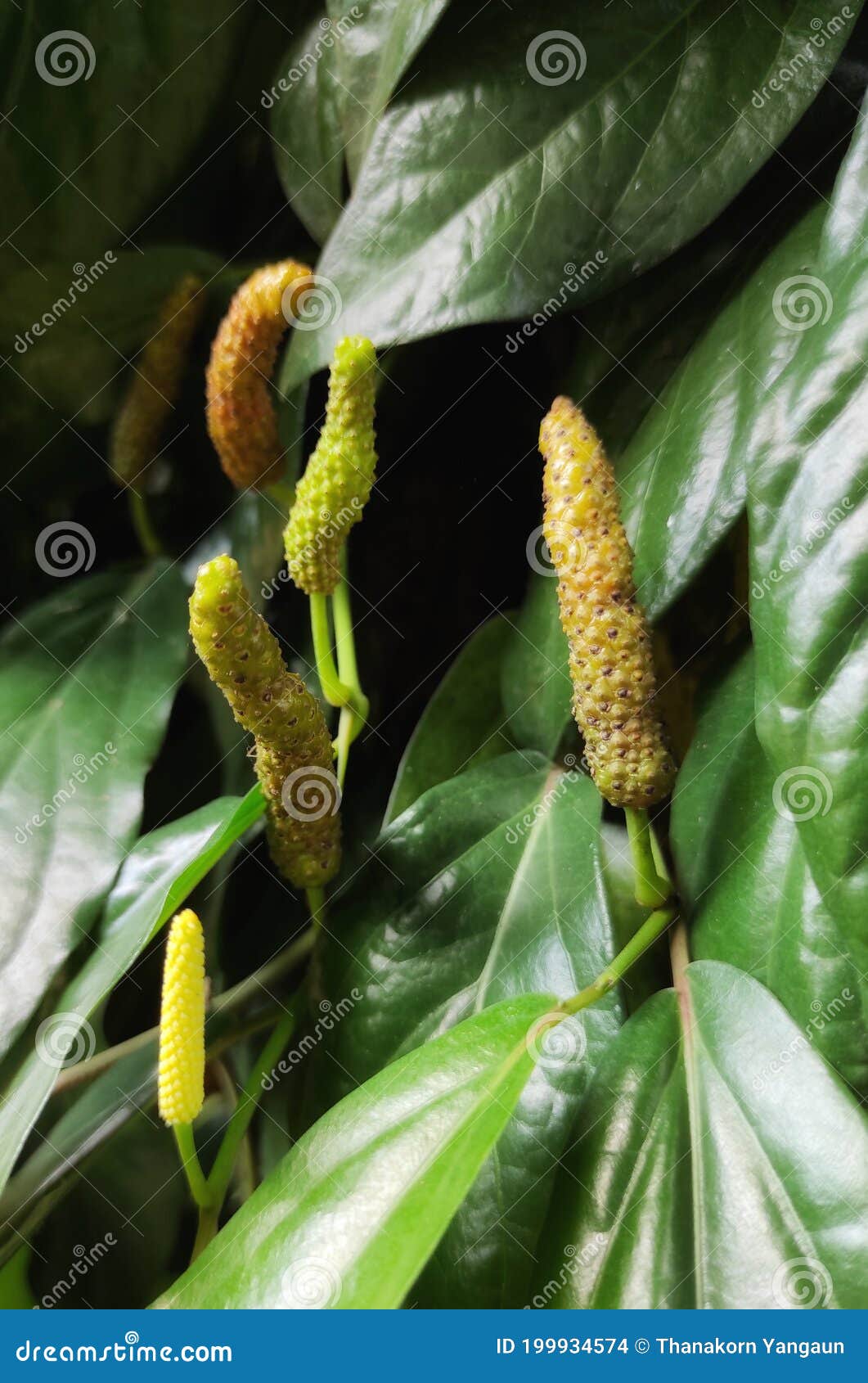 Java Long Pepper or Dipli ,thai Hrebs Growing in the Garden at Home ...