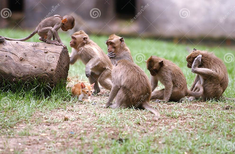 Java monkey stock photo. Image of color, java, facial - 57620386