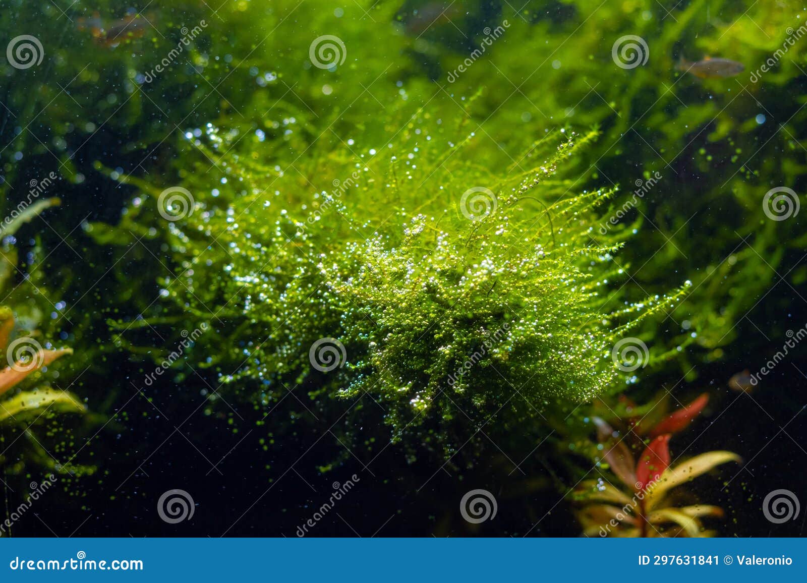 Java Moss Oxygenate after Plant Trimming and Water Change, Freshwater ...