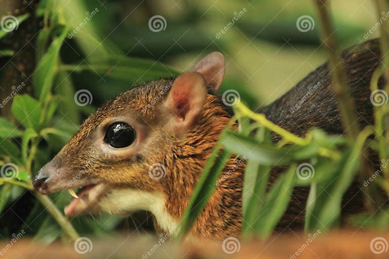 Java mouse-deer stock image. Image of deer, mouse, ungulate - 25663317