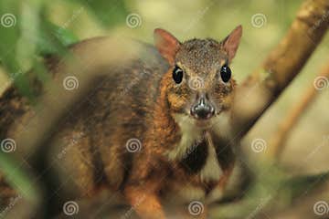 Java mouse deer stock image. Image of mouse, deer, animal - 25663347