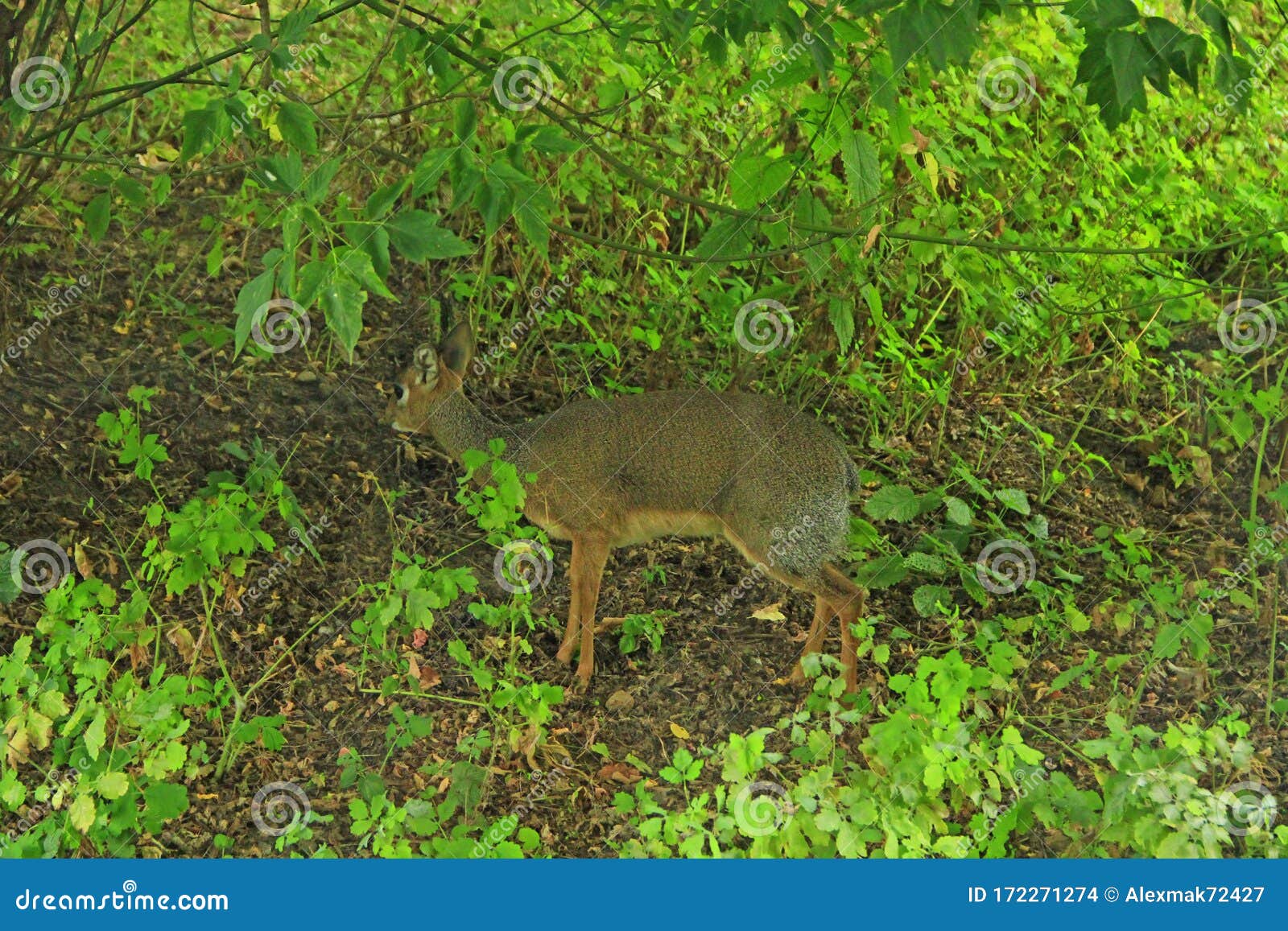 Java Mouse-deer Hiding in Thicket. Tragulus Javanicus in Forest Stock ...