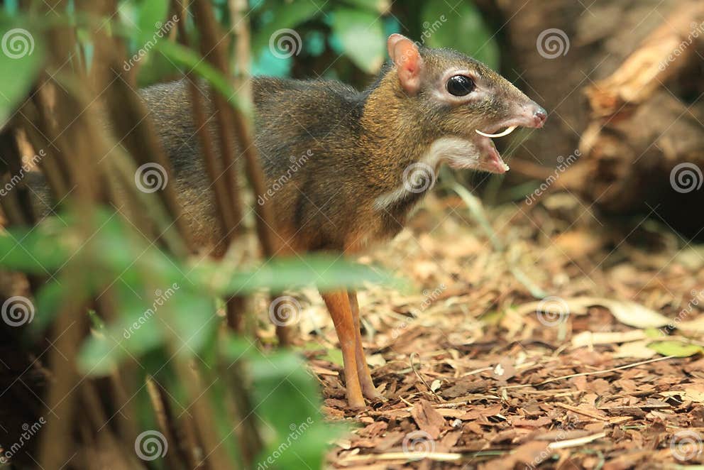Java mouse deer stock photo. Image of java, animal, adult - 57090850