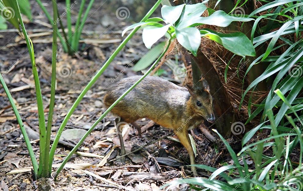 Java Mouse-deer Tragulus Javanicus the Smallest Artiodactyl on the Planet Stock Photo - Image of ...