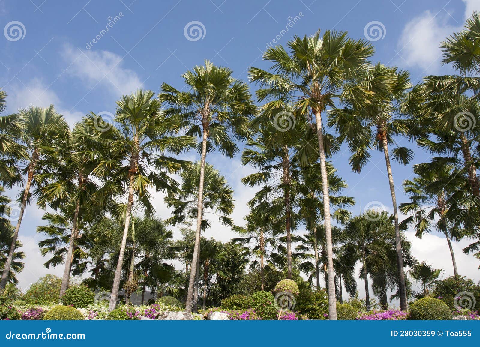 Java Palm or Livistona Rotudifolia Stock Image - Image of tall, garden ...