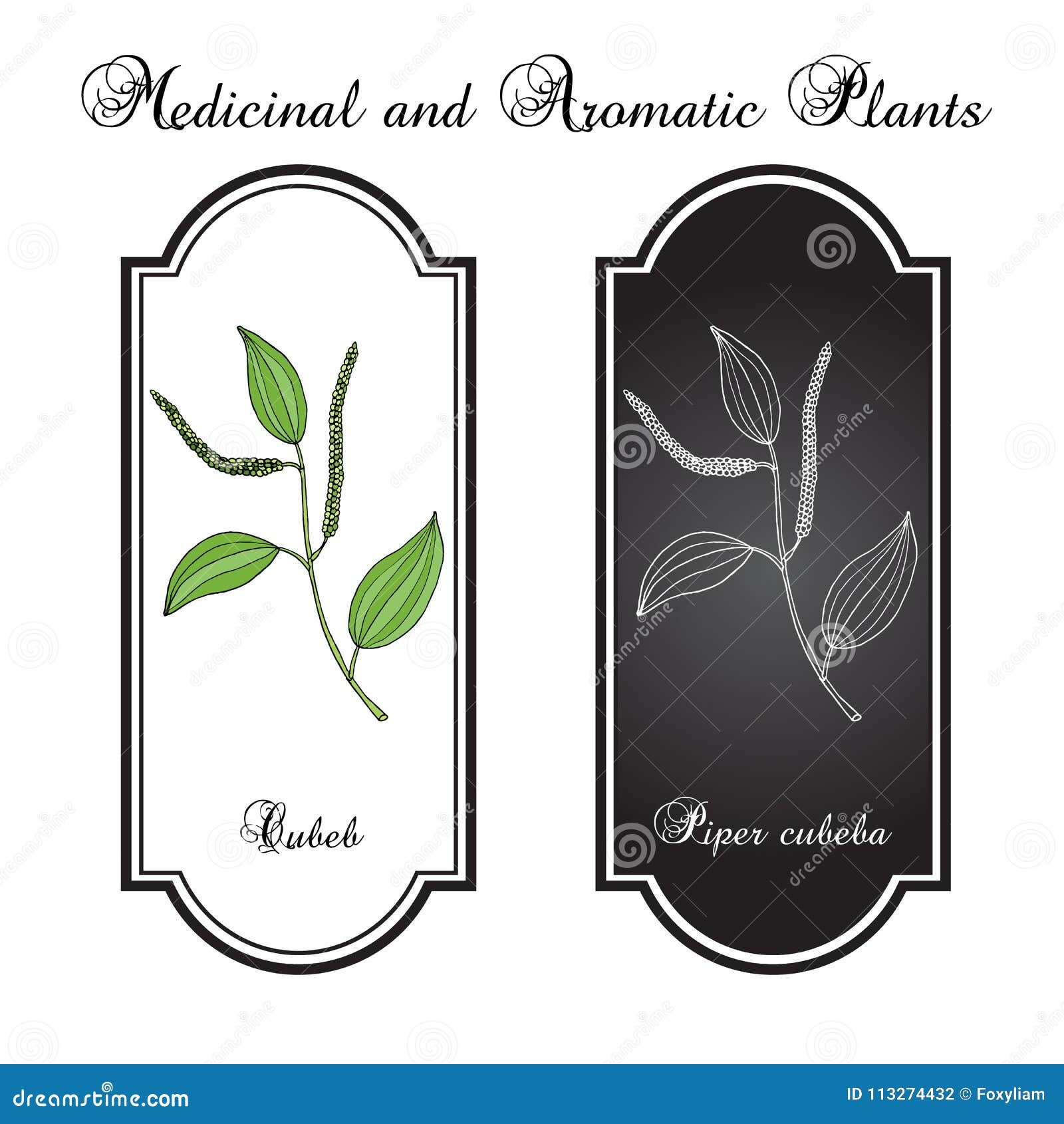 Java Pepper Piper Cubeba , or Cubeb, Medicinal Plant Stock Vector ...