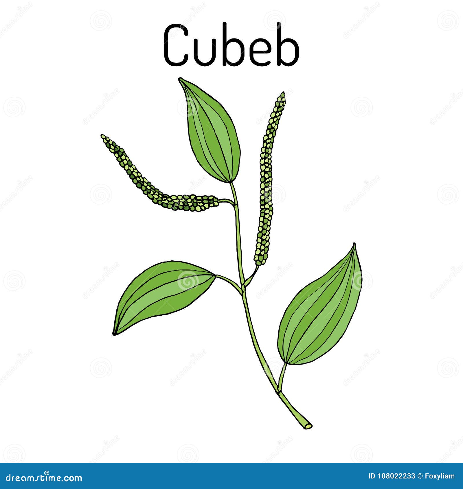 Java Pepper Piper Cubeba , or Cubeb, Medicinal Plant Stock Vector ...