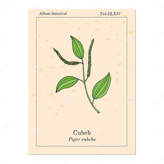 Java Pepper Piper Cubeba , or Cubeb, Medicinal Plant Stock Vector ...