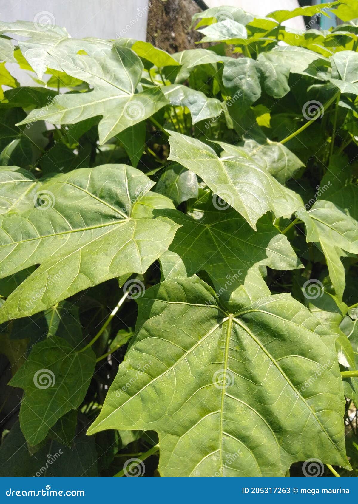 In Java this Plant is Known by the Name Jatropha Stock Image - Image of ...