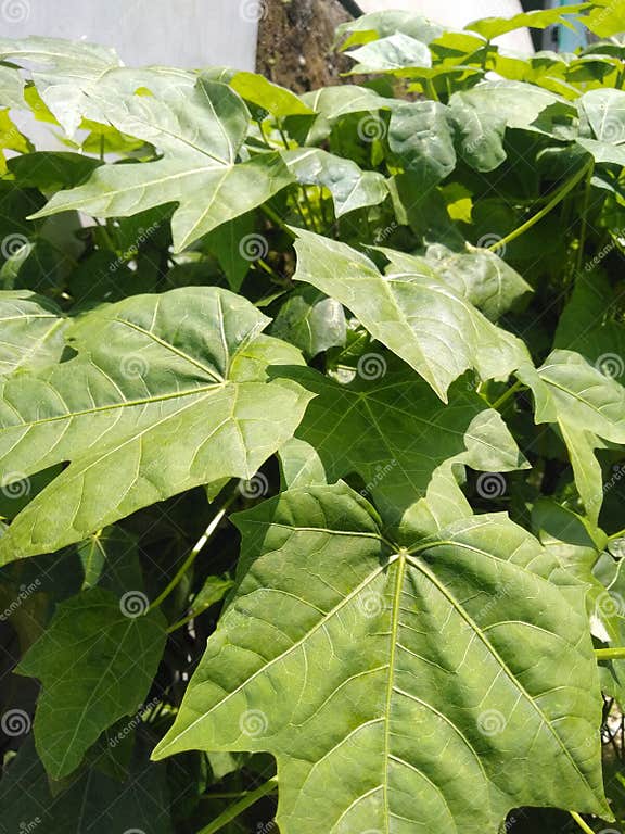 In Java this Plant is Known by the Name Jatropha Stock Image - Image of ...