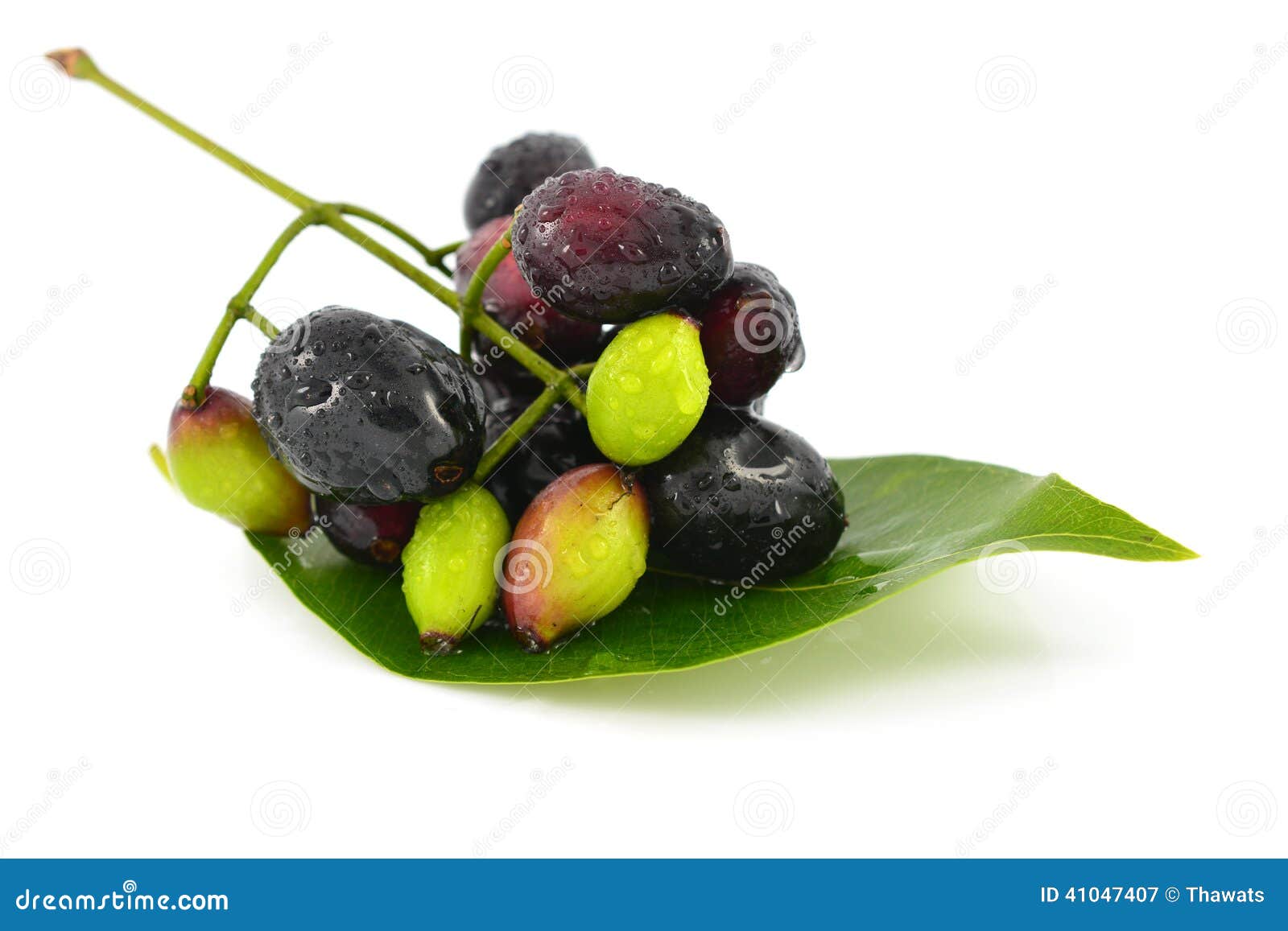 Java Plum Fruit Royalty-Free Stock Photo | CartoonDealer.com #41047407