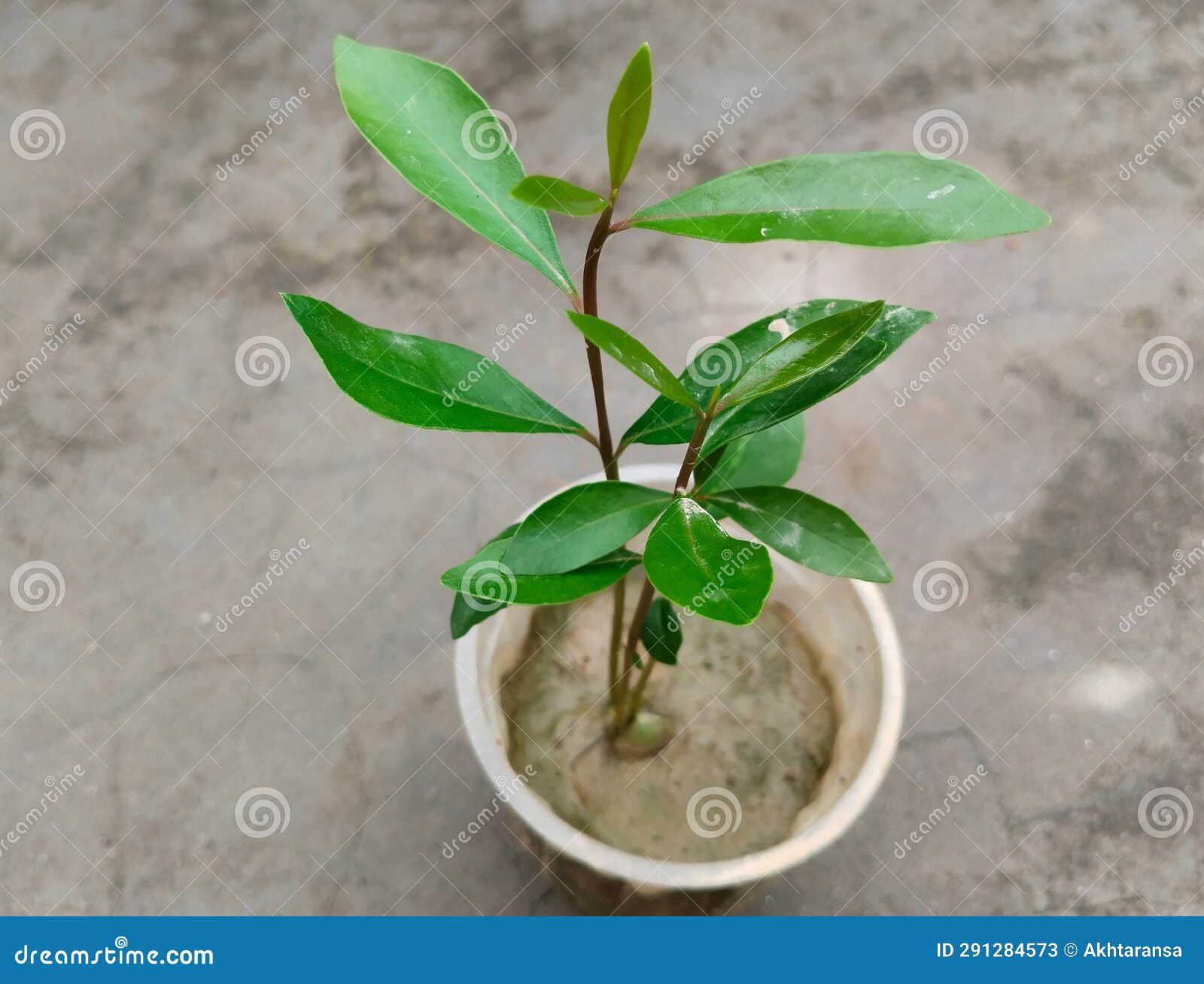 Java Plum Plant with Drip Irrigation - Drip Irrigation Installed for ...