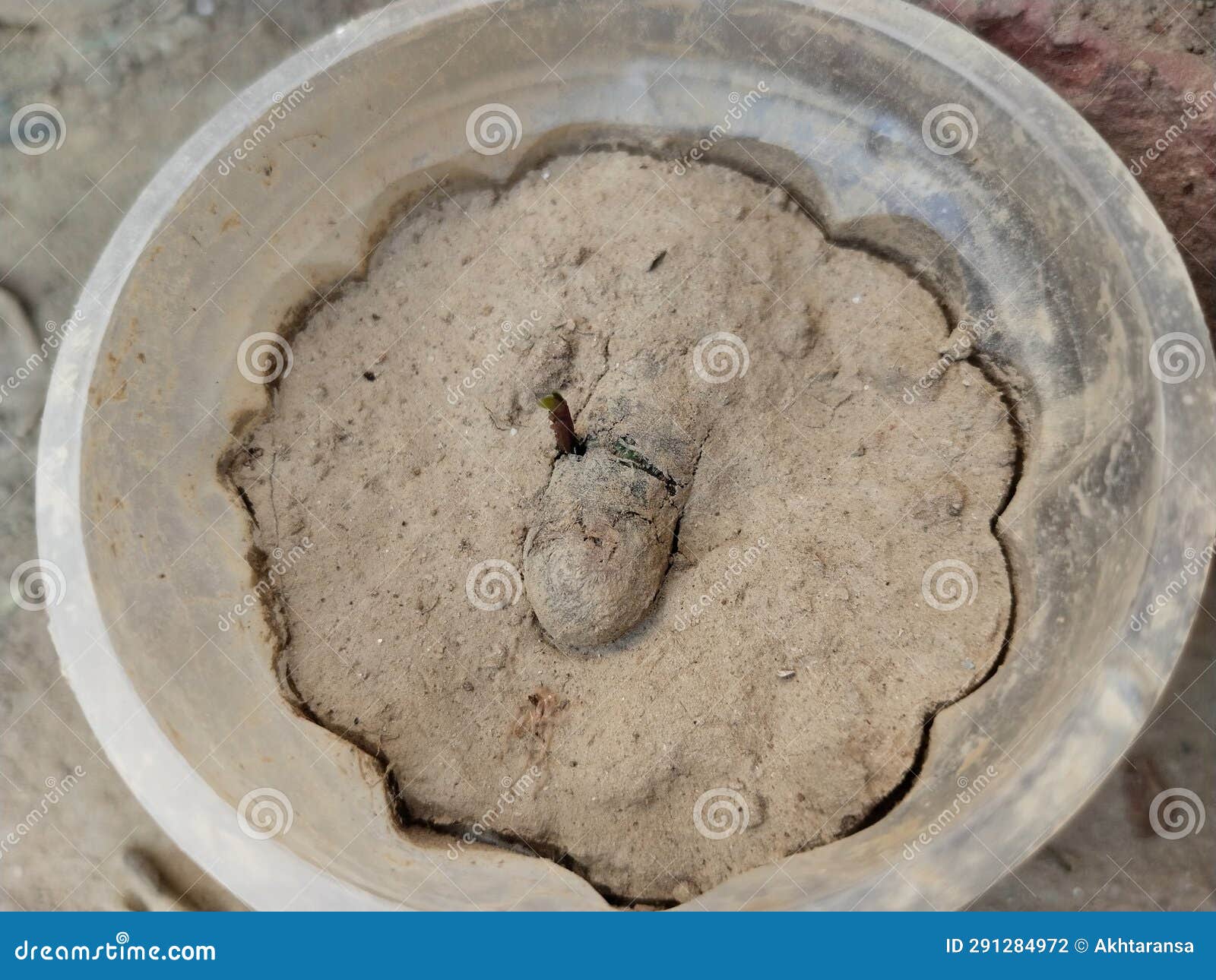 Java Plum Plant with Drip Irrigation - Drip Irrigation Installed for ...