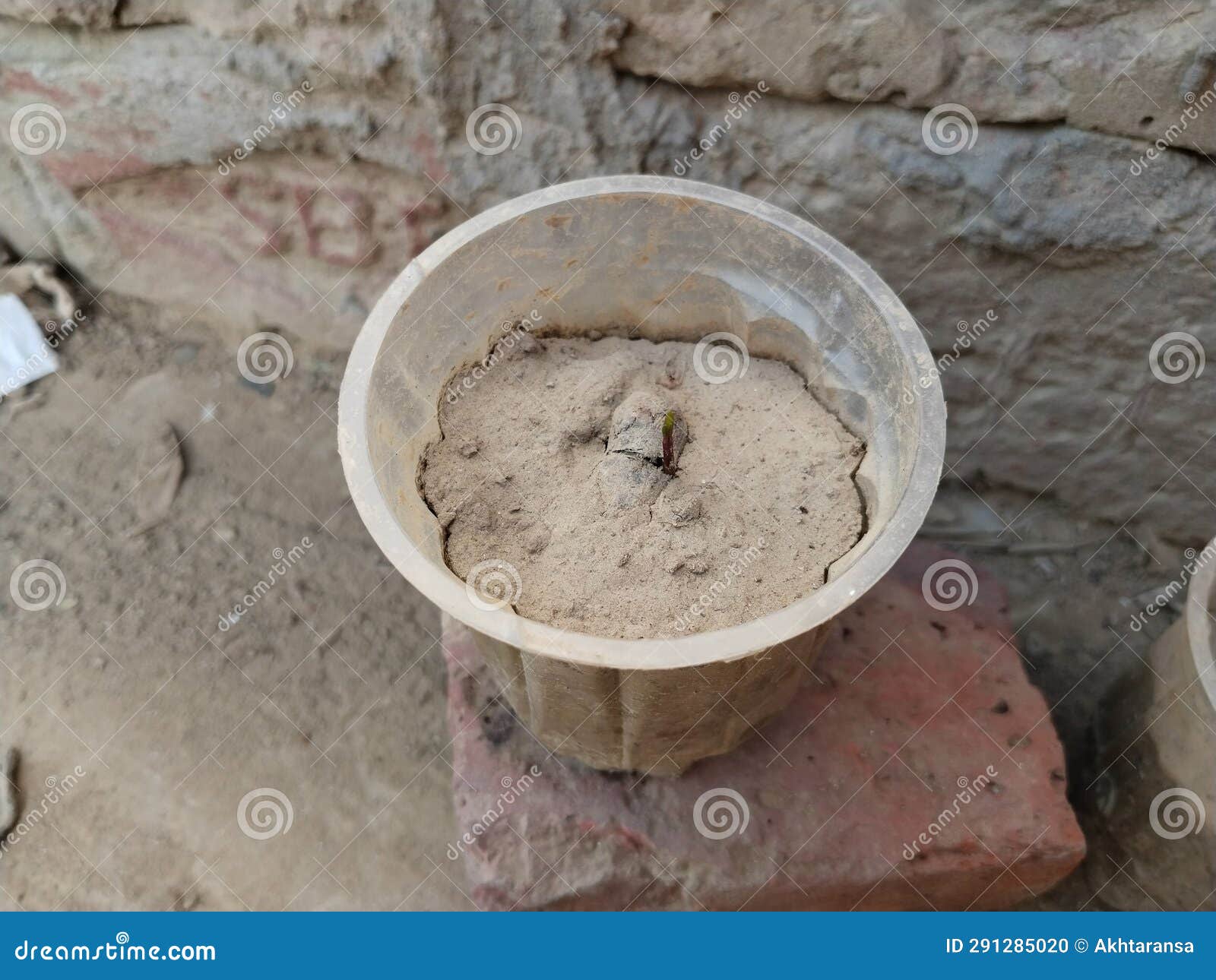 Java Plum Plant with Drip Irrigation - Drip Irrigation Installed for ...