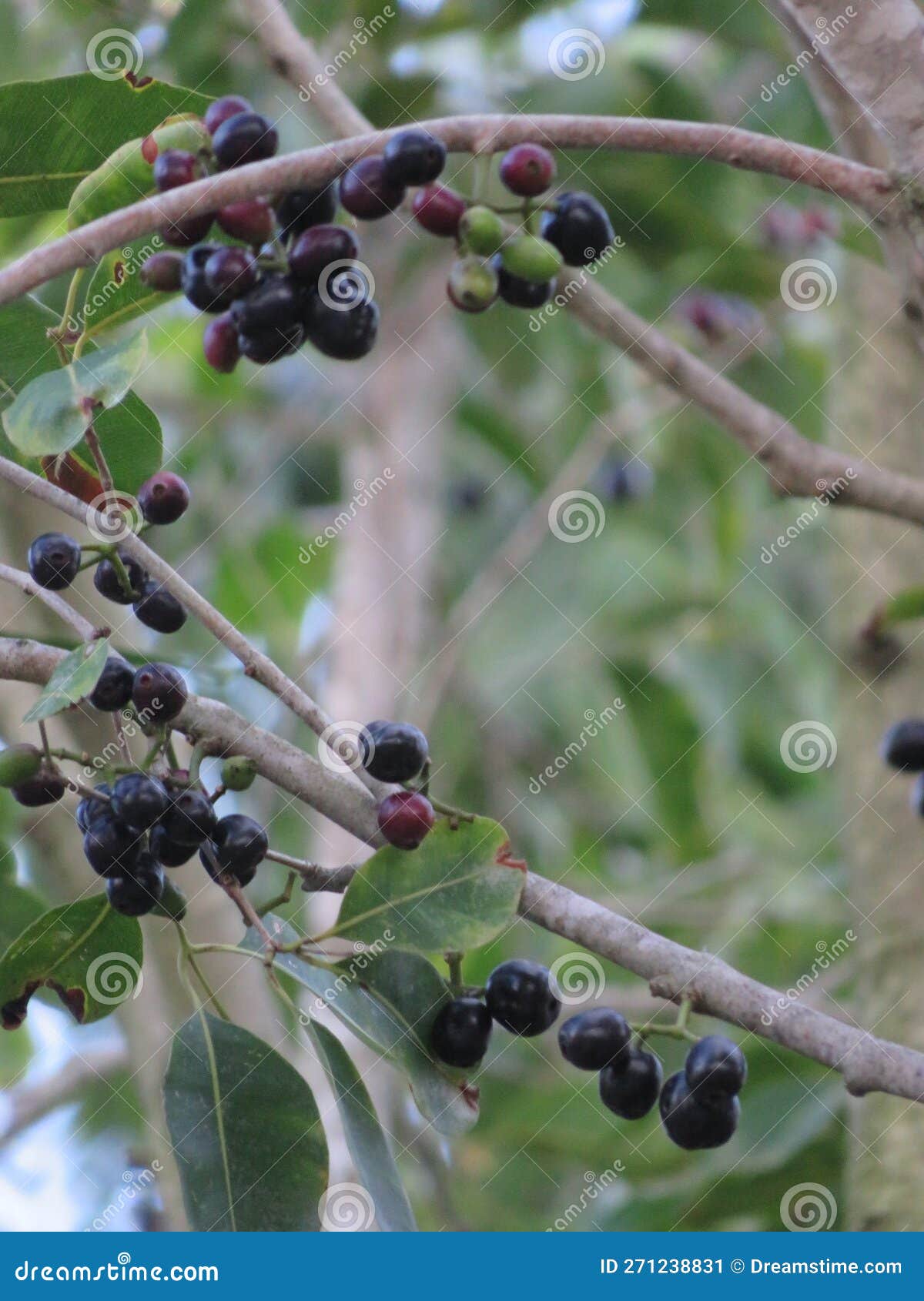 Java Pulm Syzygium Cumini L. Stock Image - Image of branch, flower ...