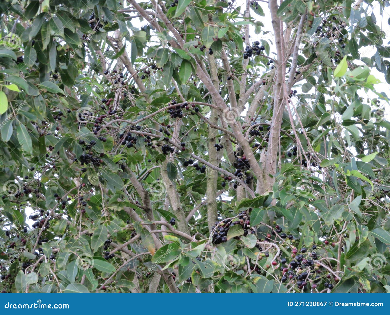 Java Pulm Syzygium Cumini L. Stock Image - Image of autumn, herb: 271238867