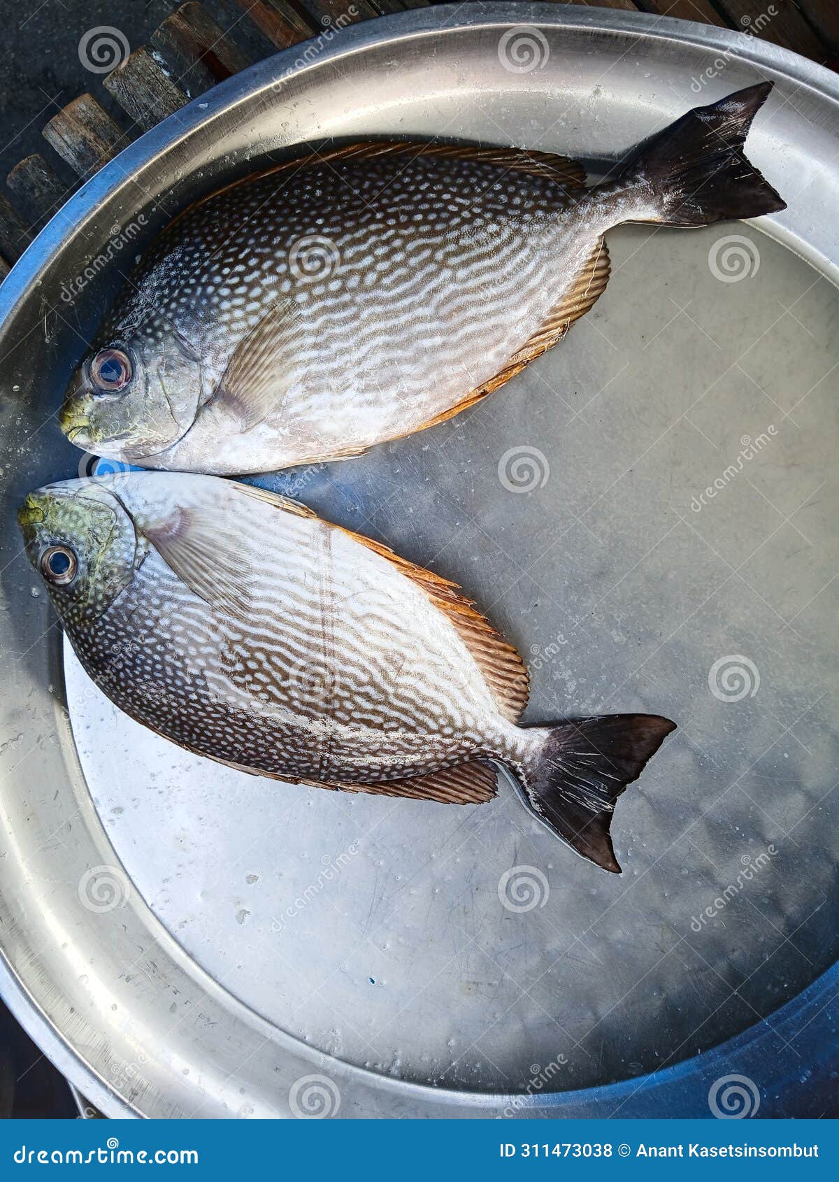 Java Rabbitfish or Bluespotted Spinefish or Streaked Spinefoot ...