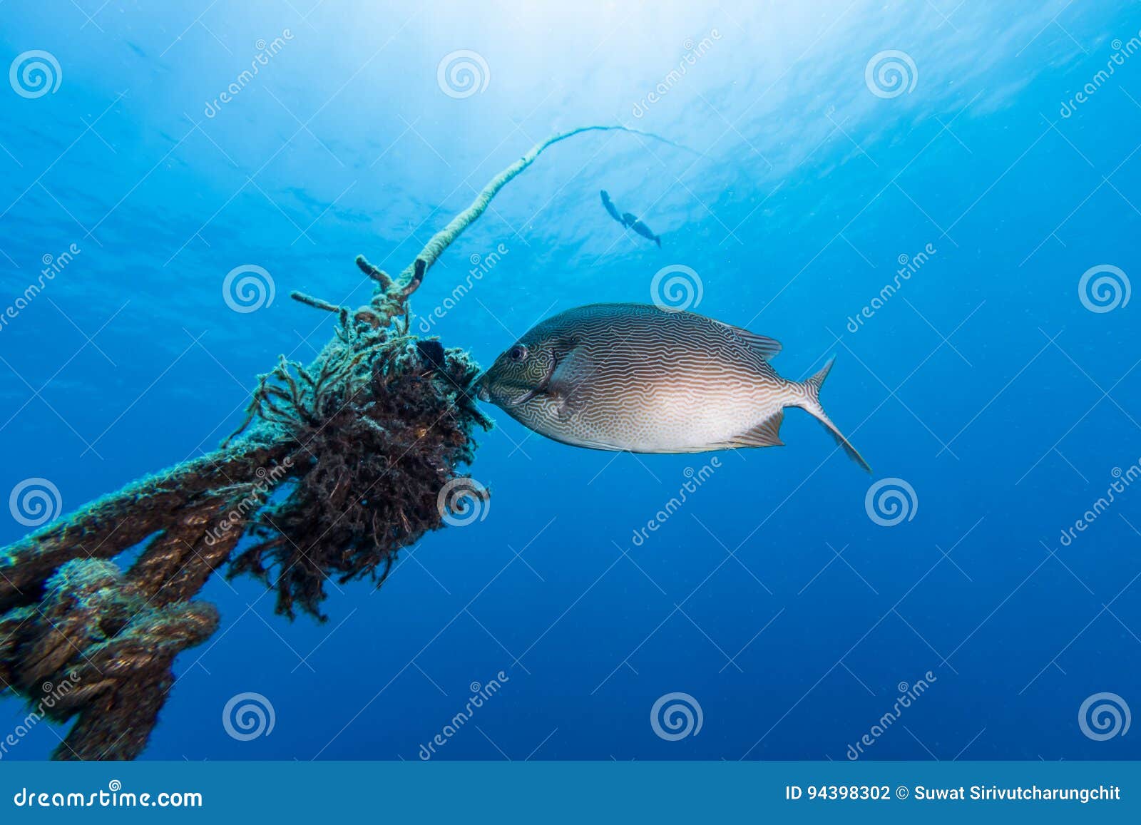 Java Rabbitfish Siganus Javus Fish Stock Photo - Image of eating ...