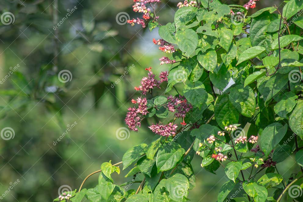 Java Red Glory Clerodendrum Vine Stock Image - Image of decoration ...