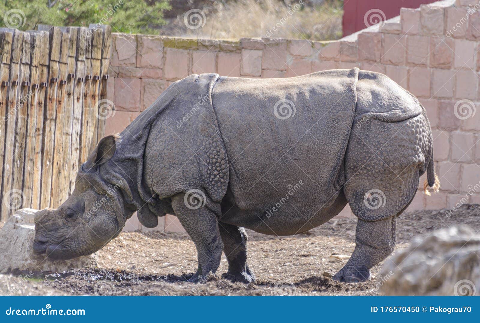 Java Rhino Stock Photos - Download 19 Royalty Free Photos