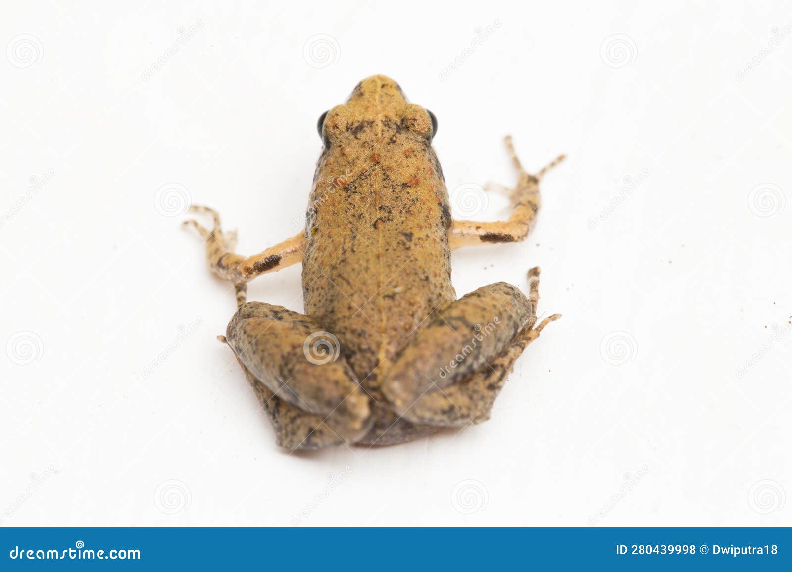 Java Rice Frog, Javan Chorus-frog, Microhyla Achatina Javanese Narrow ...