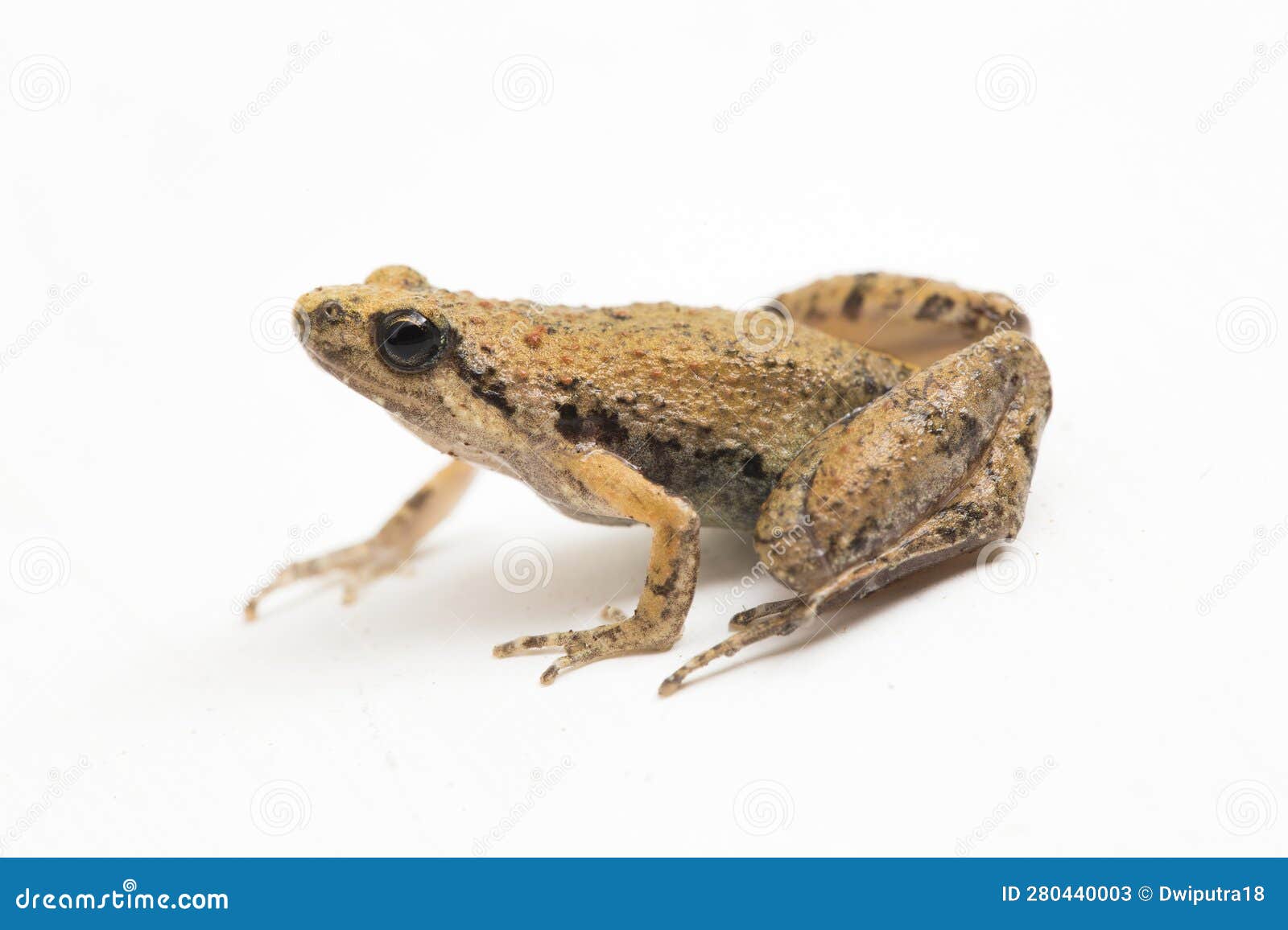 Java Rice Frog, Javan Chorus-frog, Microhyla Achatina Javanese Narrow ...