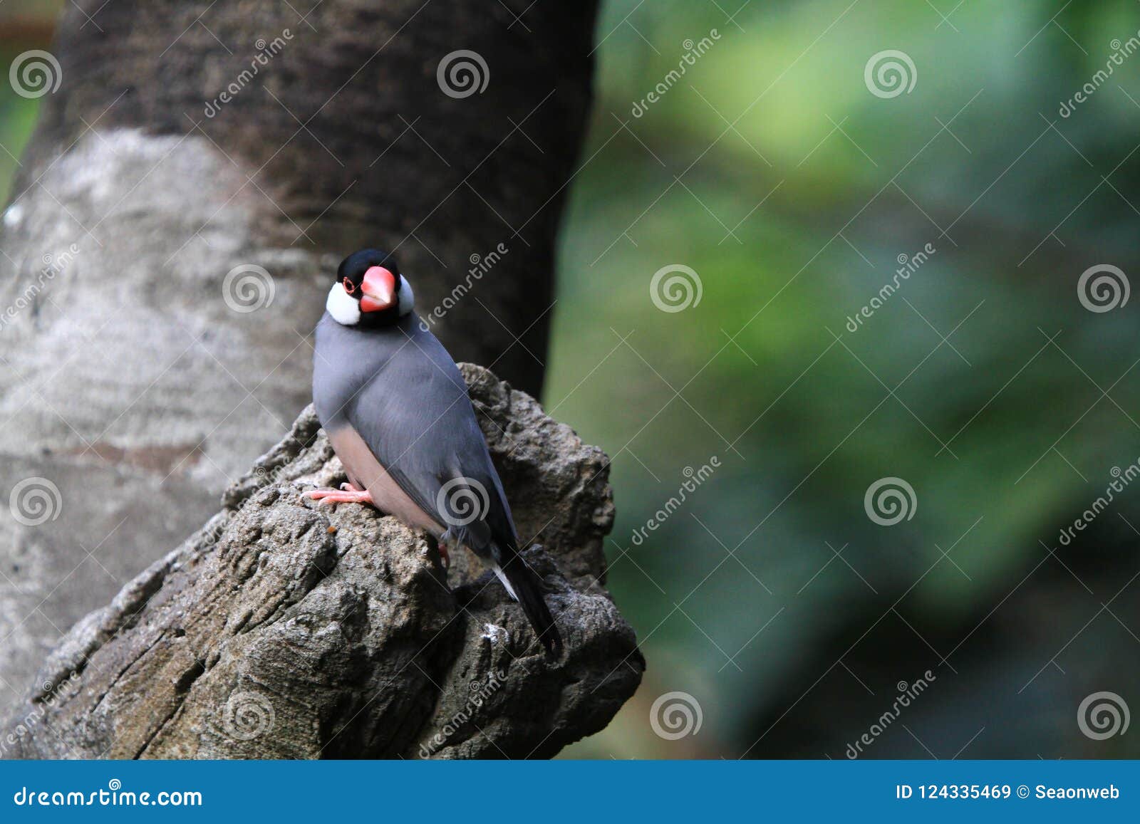 The Java Rice Sparrow. at Hk Park Stock Image - Image of animal ...
