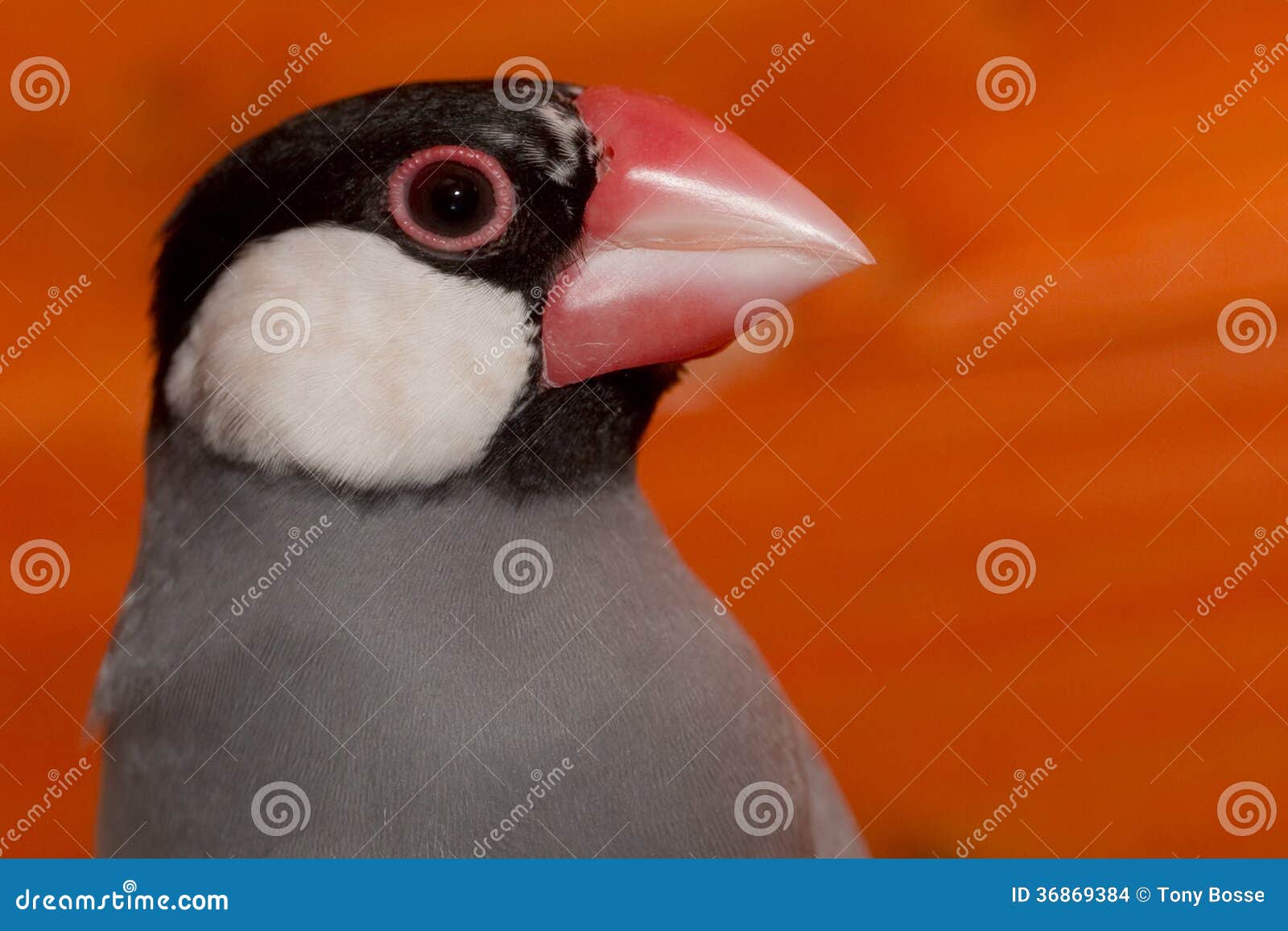 Java Rice Sparrow stock photo. Image of headshot, birds - 36869384
