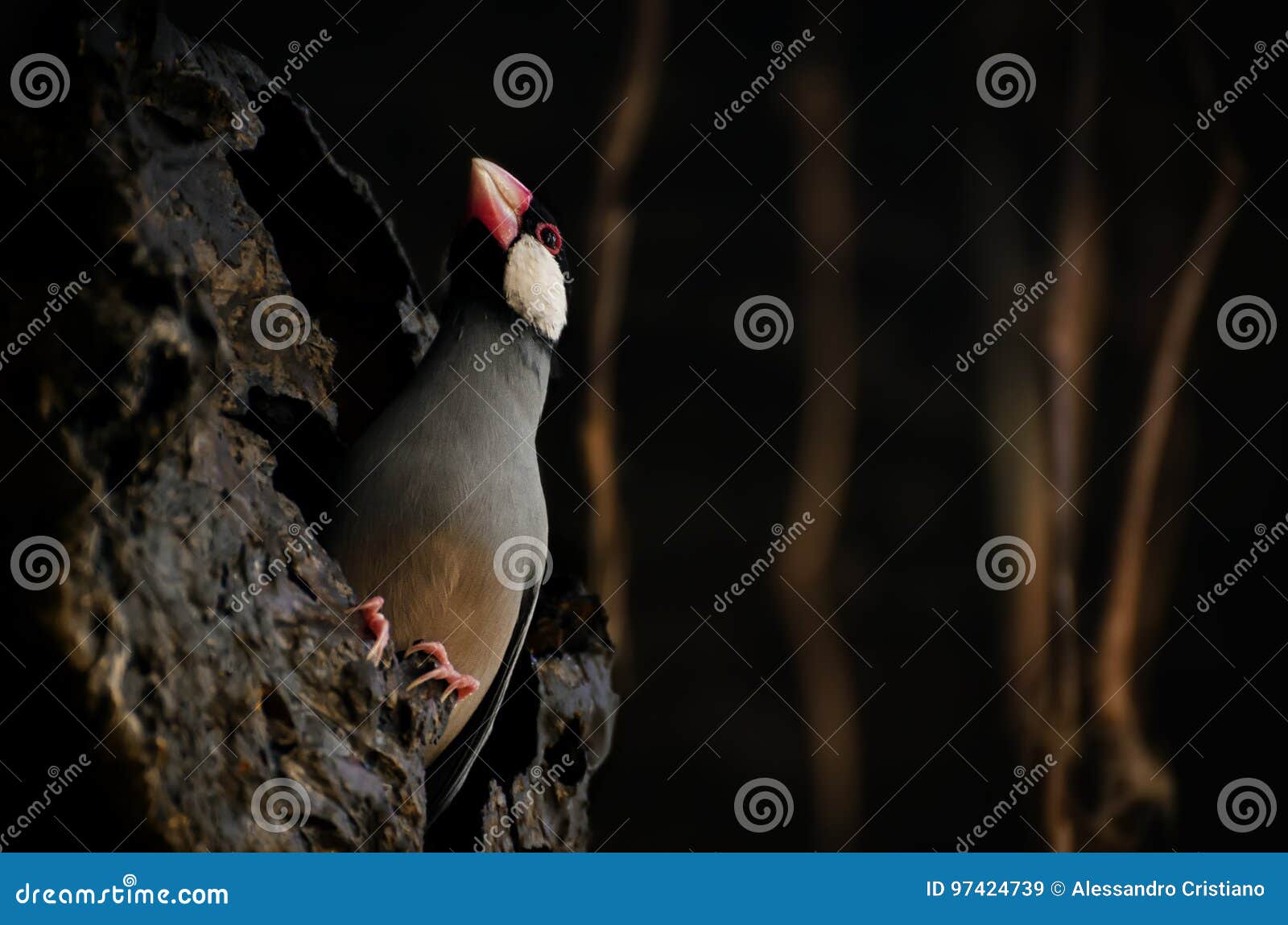 Java Rice Sparrow, Popular Tropical Bird From The Java Island Of ...