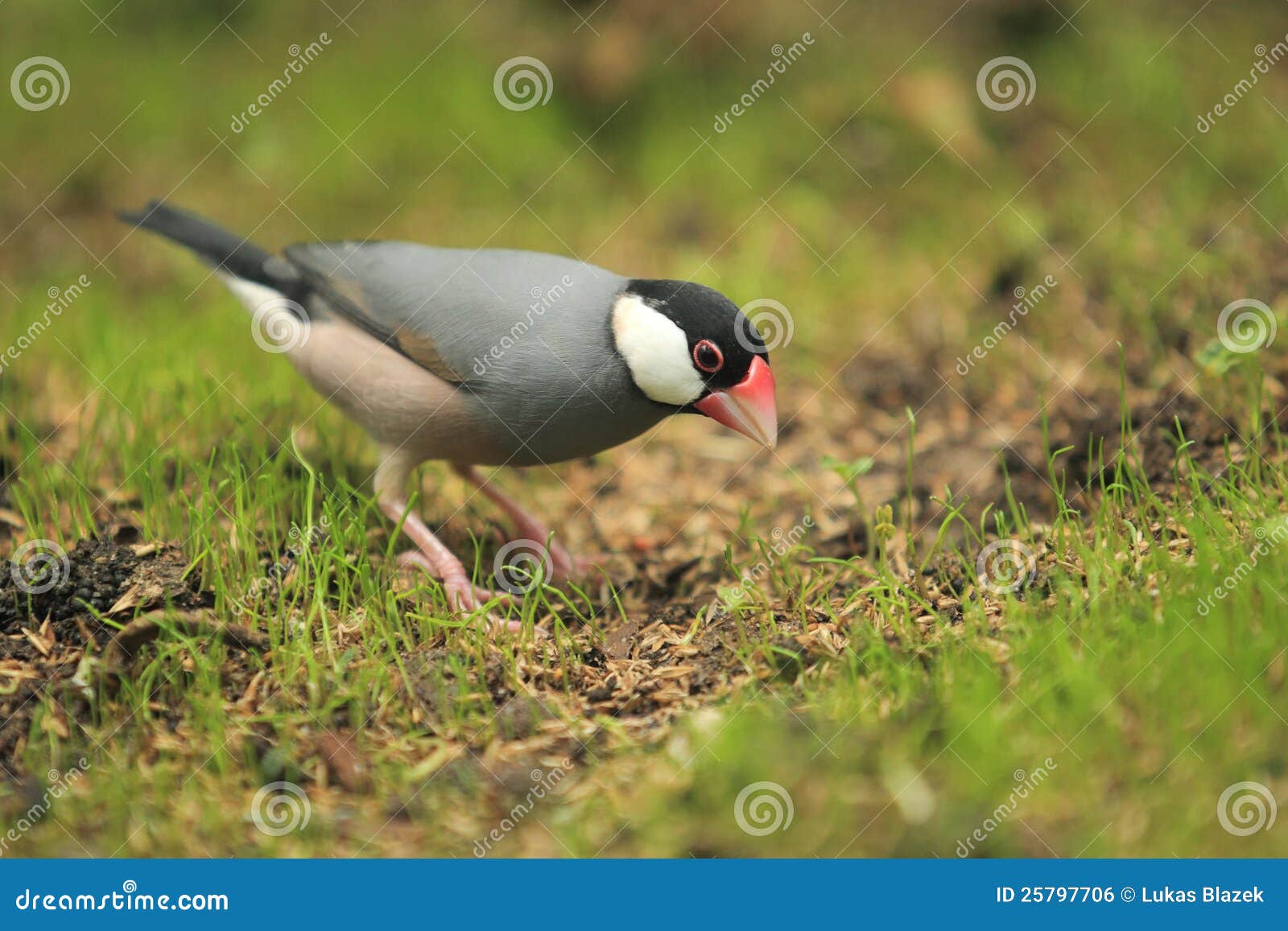Java sparrow stock photo. Image of field, animal, nature - 25797706