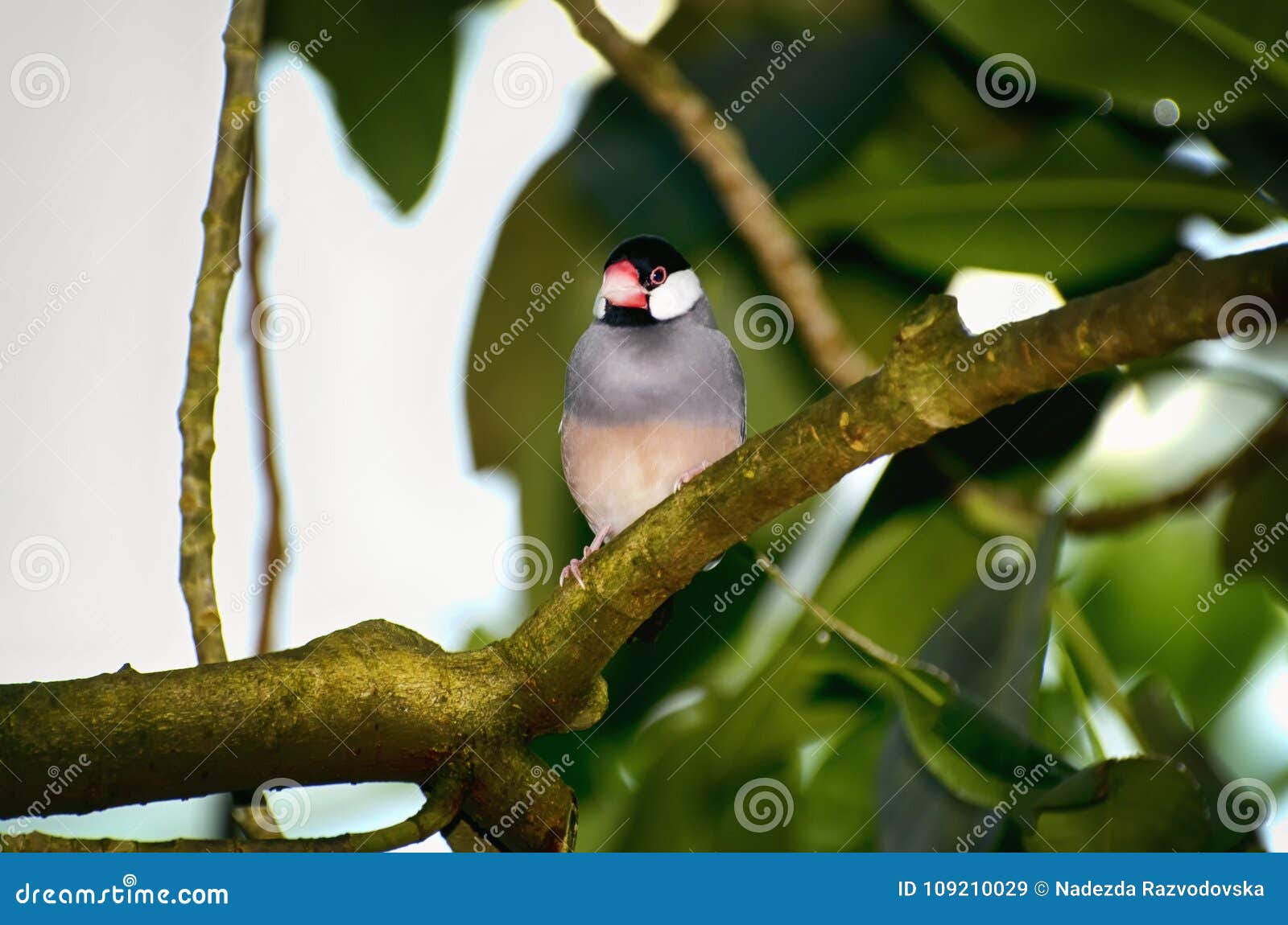 A Java Sparrow Also Known As Java Finch and Java Rice Bird Stock Image - Image of wildlife, park ...