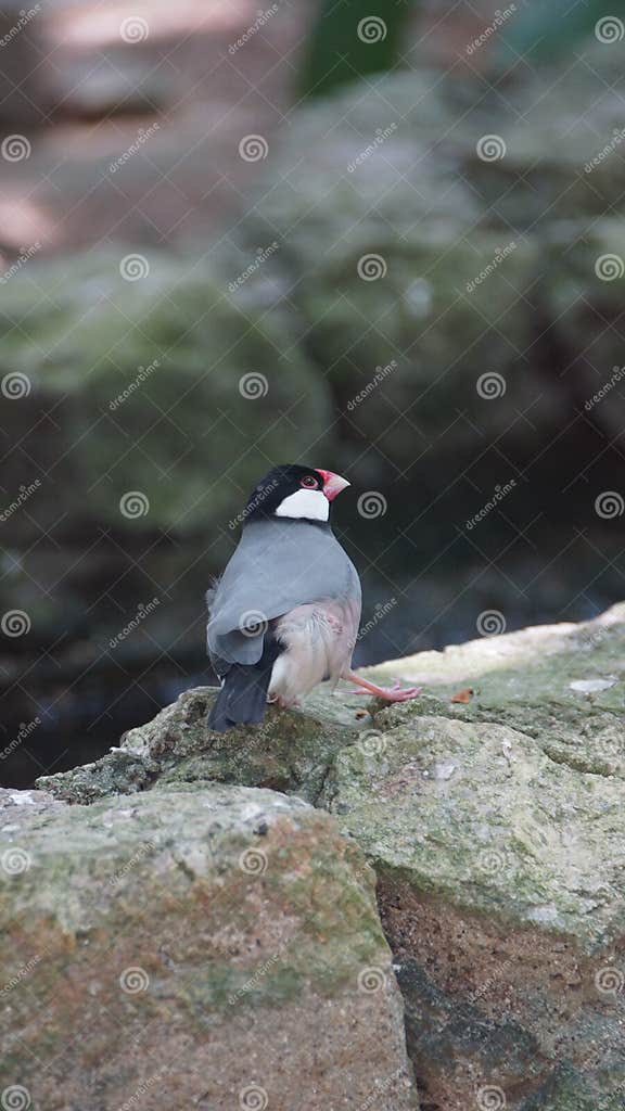 Java Sparrow, Also Known As Java Finch, Java Rice Sparrow or Java Rice ...