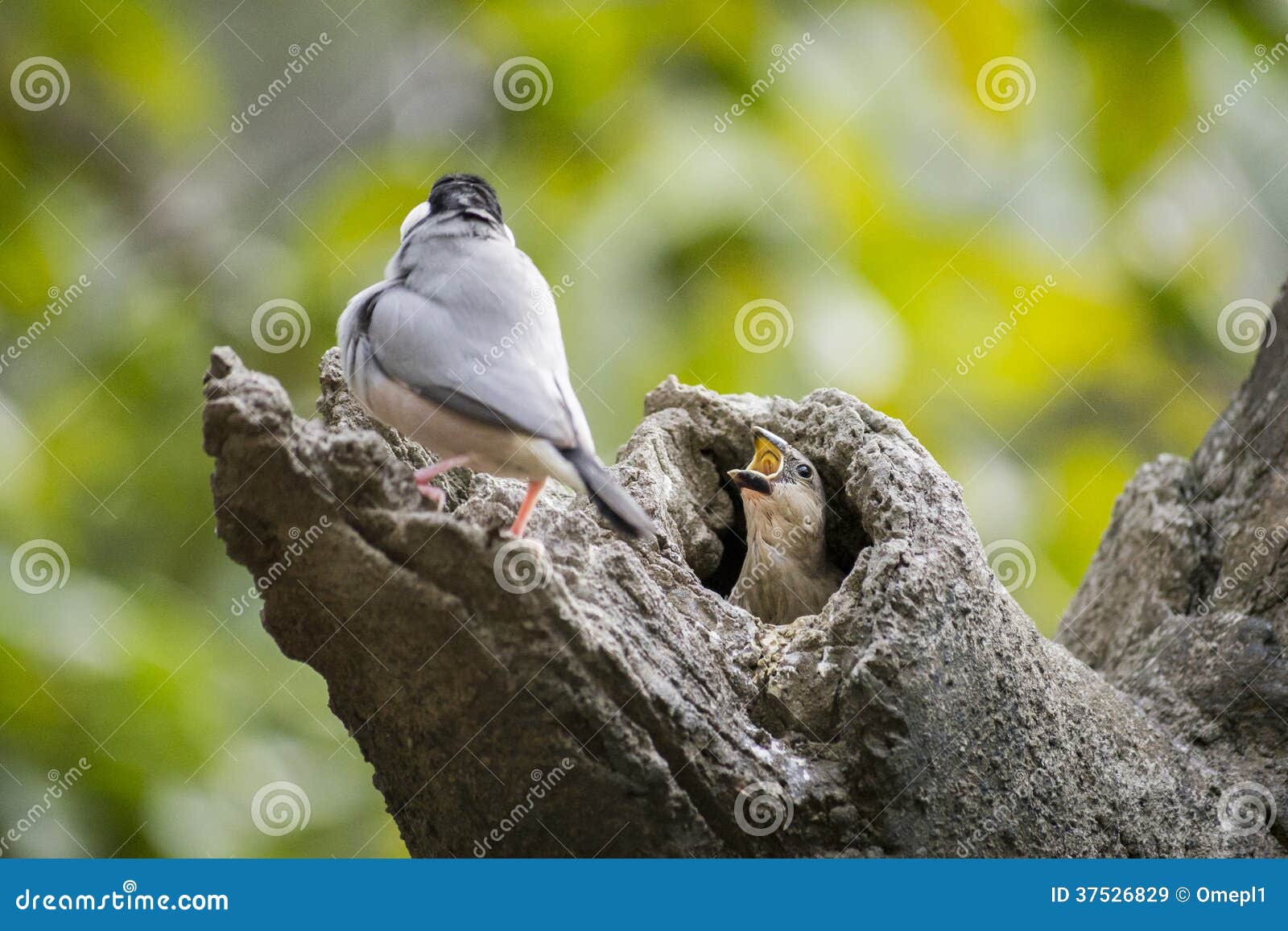 Java Sparrow and Baby stock image. Image of tree, branch - 37526829