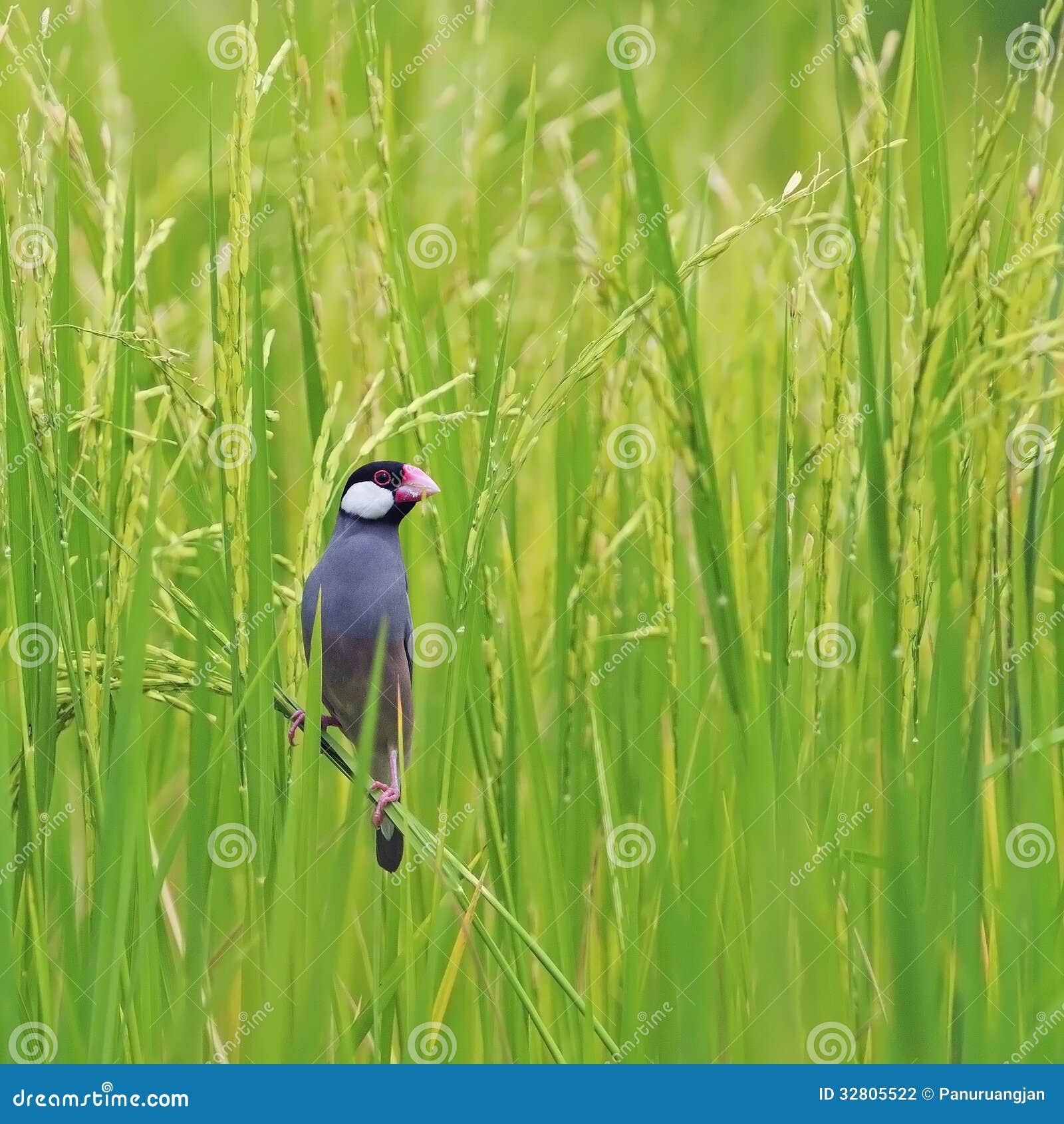 Java Sparrow stock photo. Image of avian, branch, animal - 32805522
