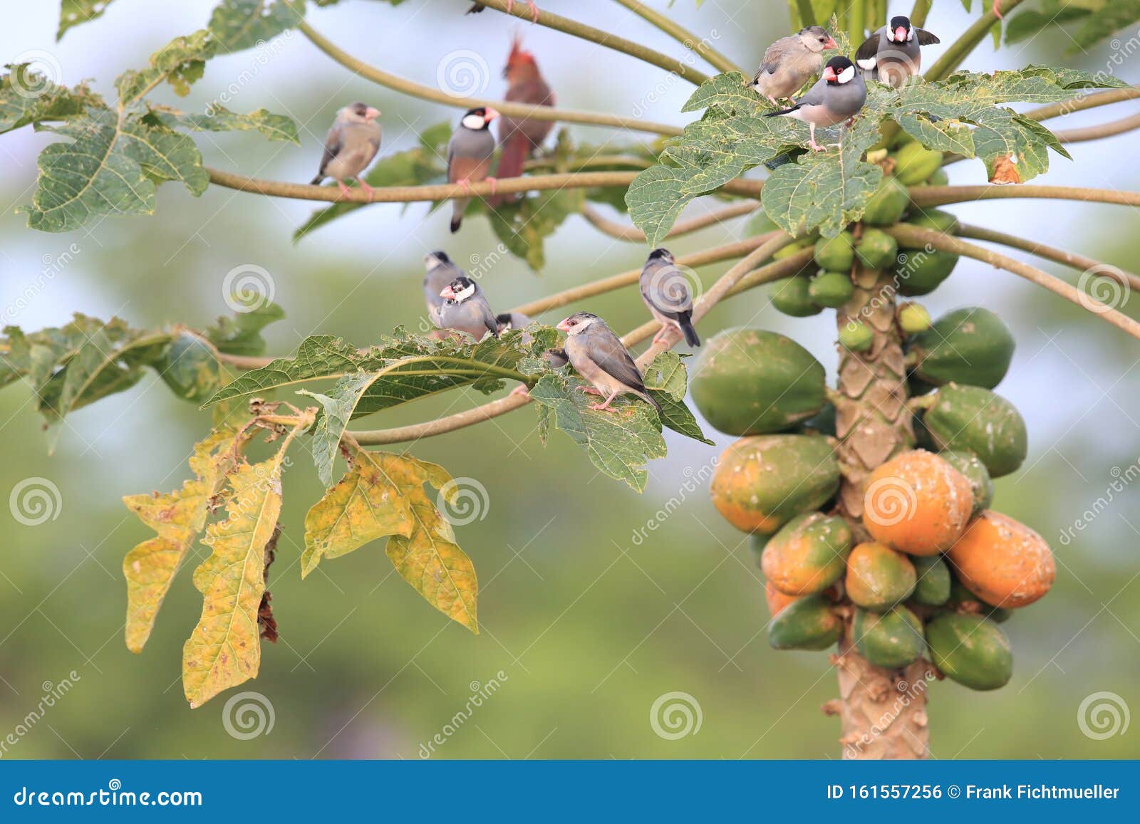 Java Sparrow Big Island Hawaii ,USA Stock Photo - Image of rain ...