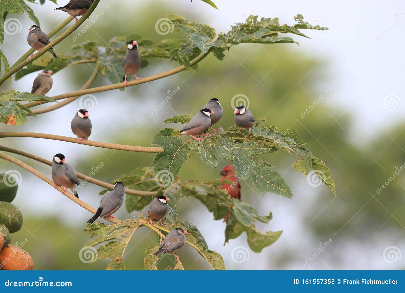 Java Sparrow Big Island Hawaii ,USA Stock Image - Image of perched ...