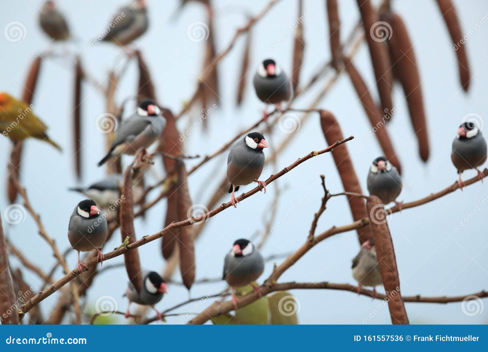 Java Sparrow Big Island Hawaii ,USA Stock Photo - Image of grooming ...