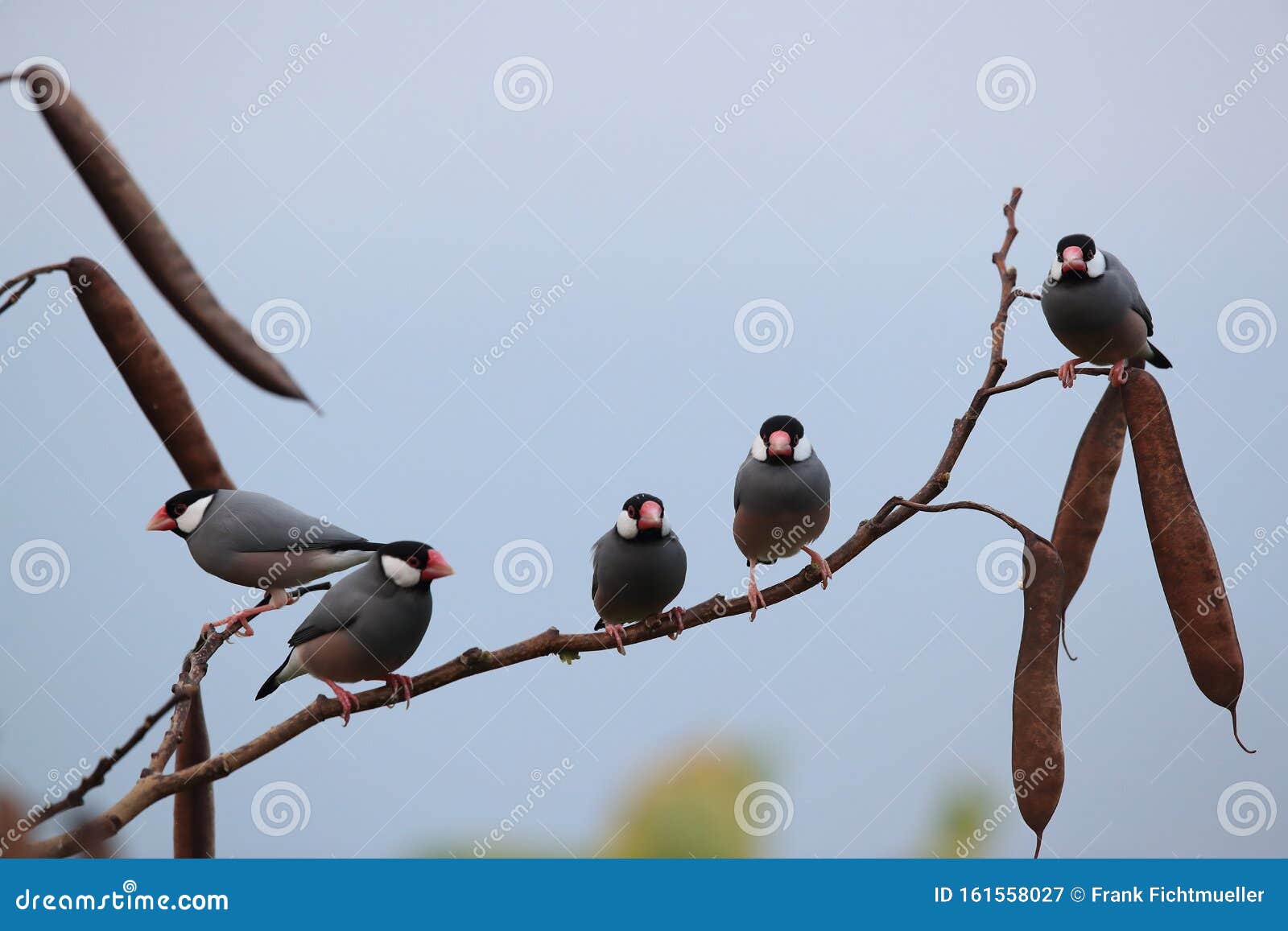 Java Sparrow Big Island Hawaii ,USA Stock Image - Image of oryzivora ...