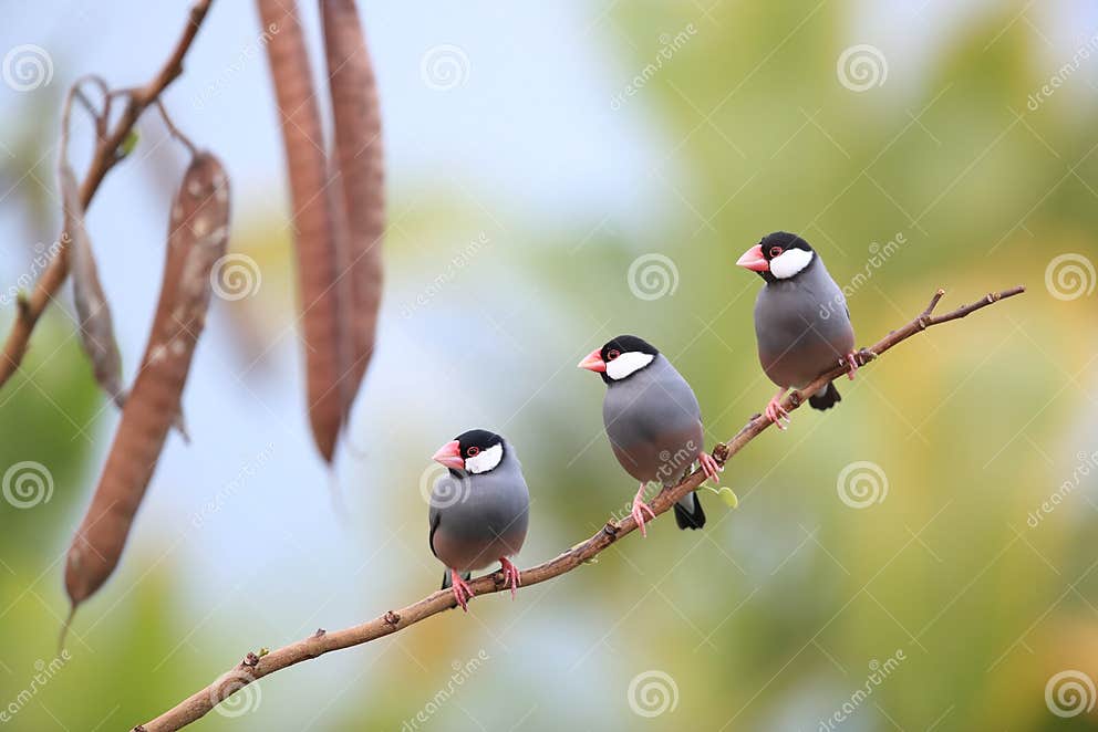 Java Sparrow Big Island Hawaii ,USA Stock Image - Image of tropical ...