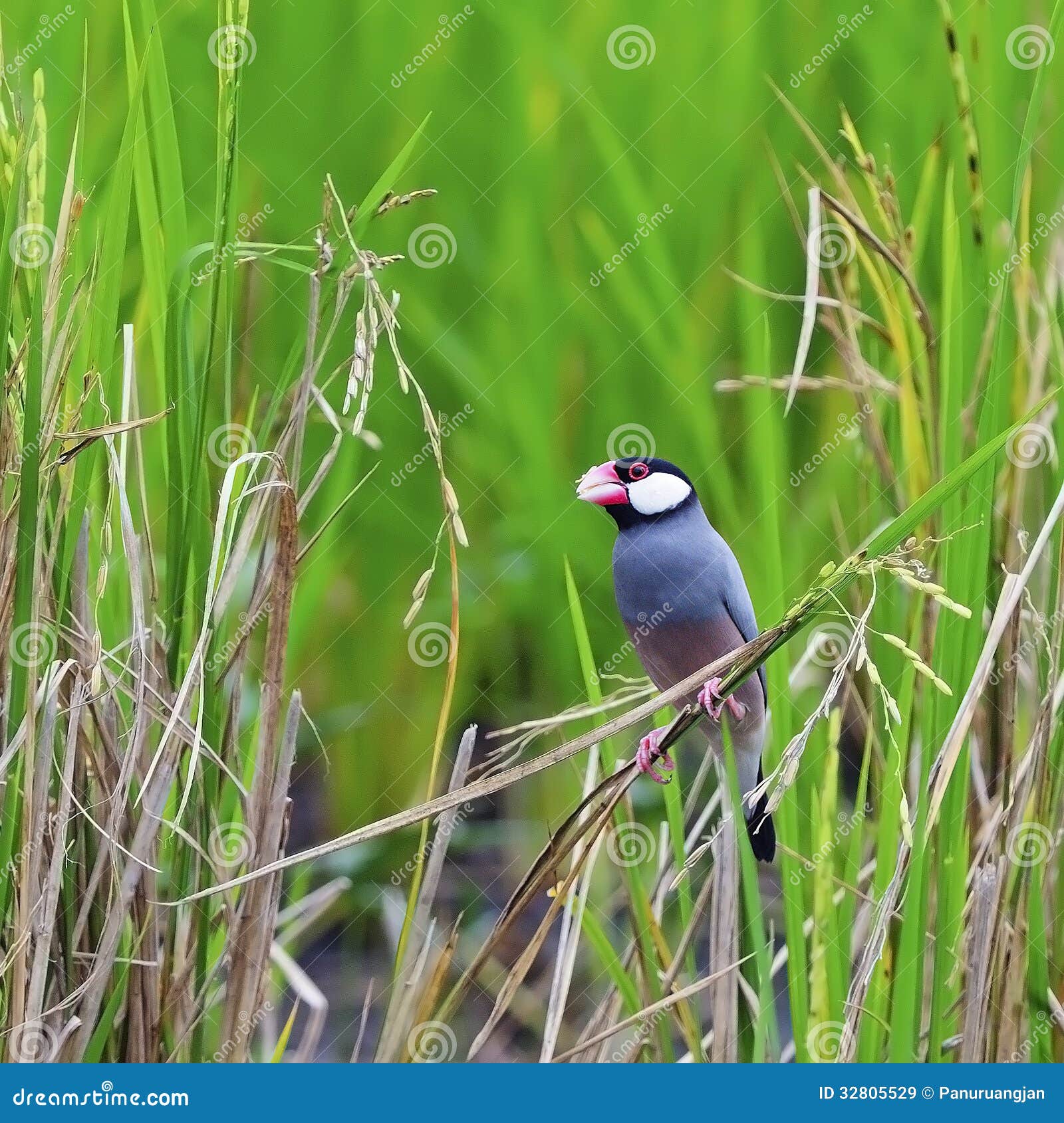 Java Sparrow stock image. Image of head, lonchura, natural - 32805529