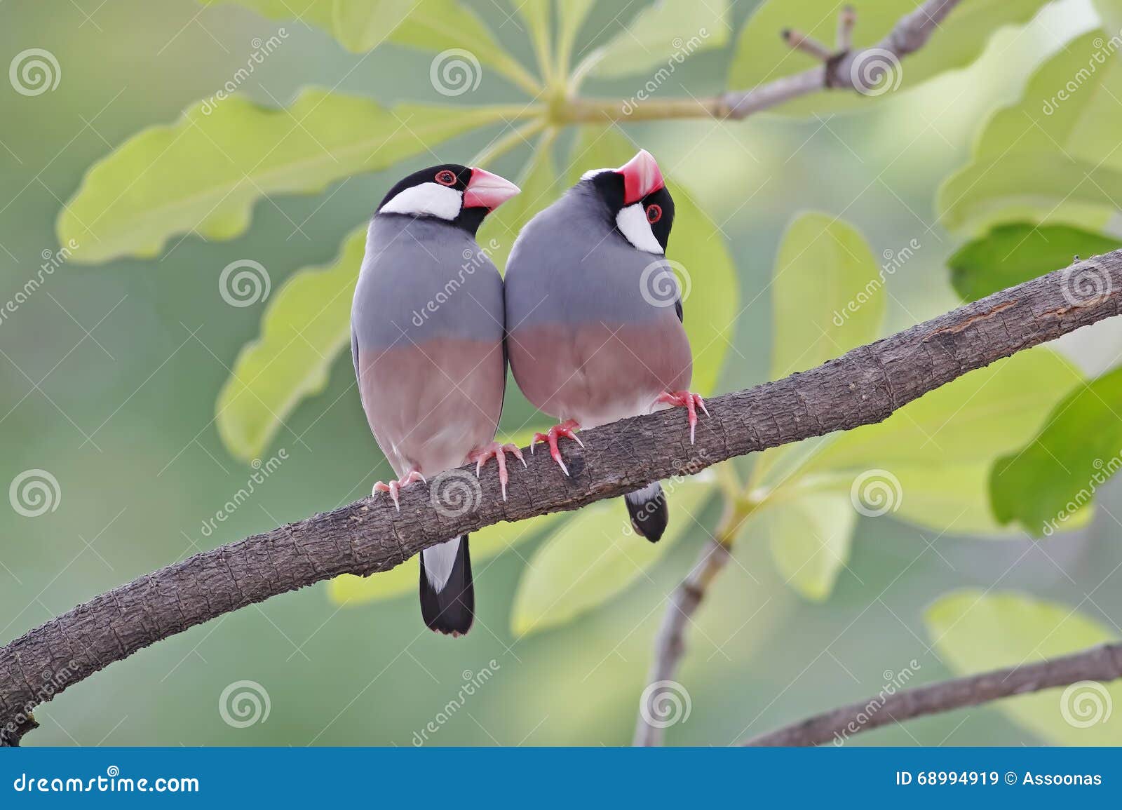 Java Sparrow Java Finch Lonchura Oryzivora Birds of Thailand Stock ...