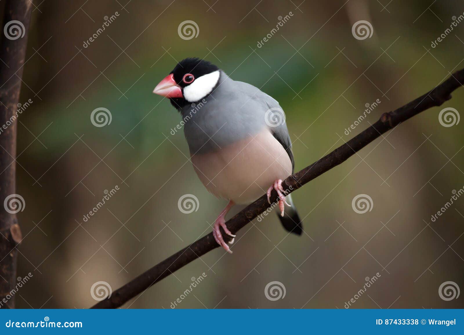 Java Sparrow Lonchura Oryzivora. Stock Photo - Image of lonchura ...