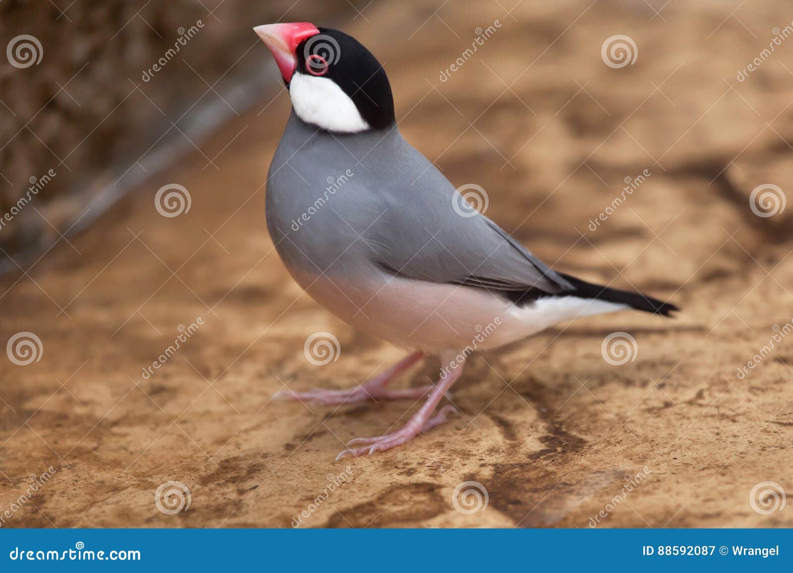 Java Sparrow Lonchura Oryzivora. Stock Image - Image of oryzivora, life ...