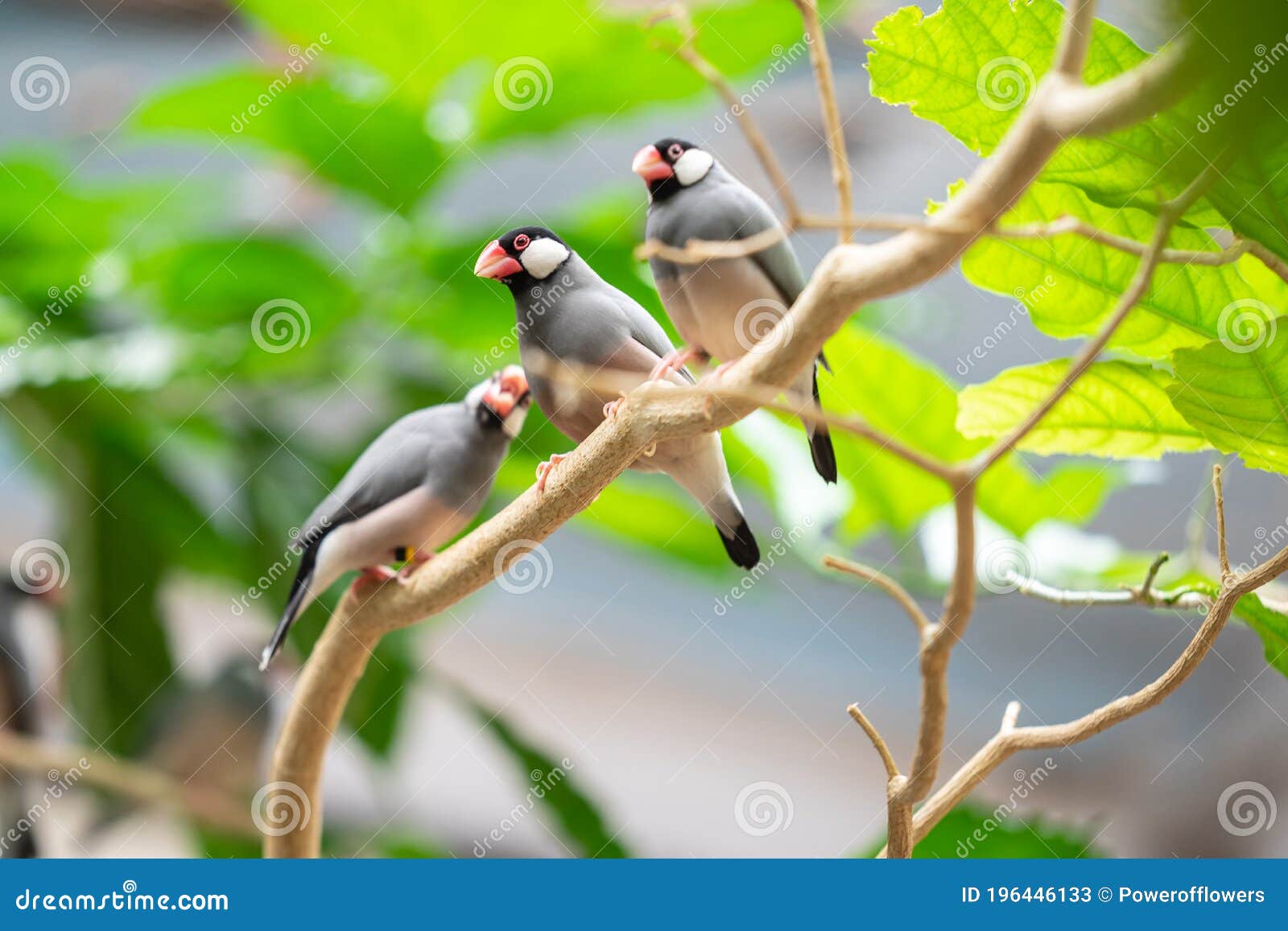 The Java Sparrow, Lonchura Oryzivora, Also Known As Java Finch, Java ...