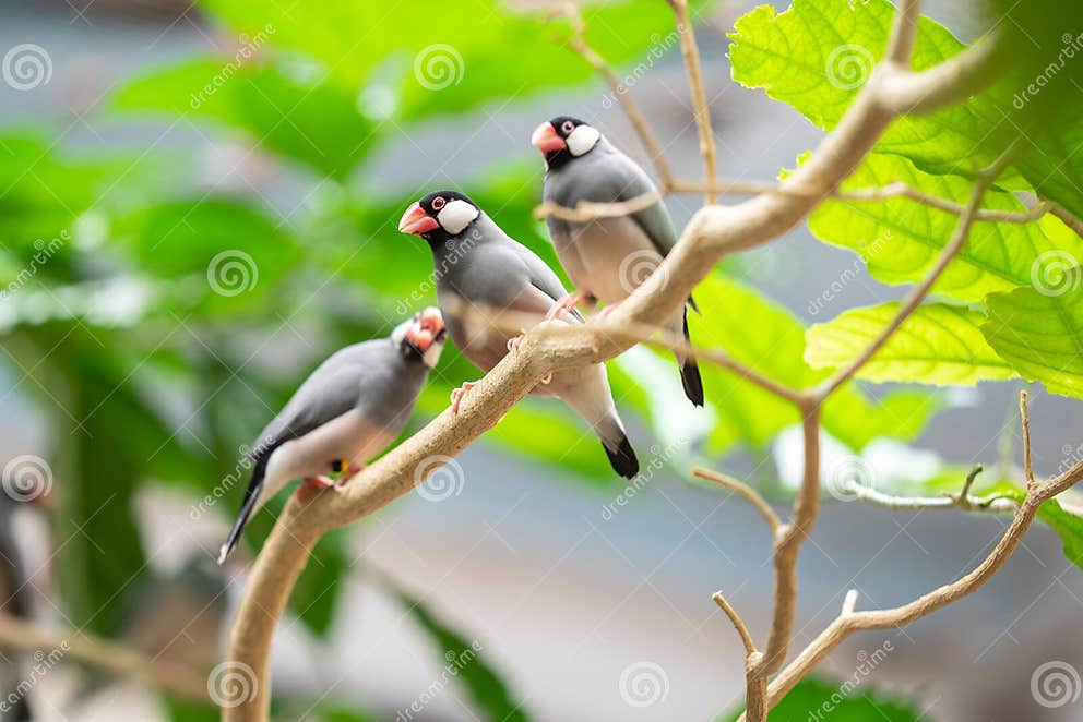 The Java Sparrow, Lonchura Oryzivora, Also Known As Java Finch, Java ...