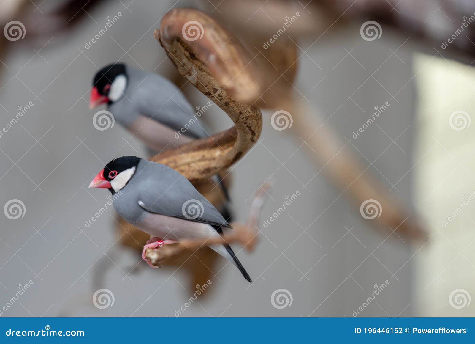 The Java Sparrow, Lonchura Oryzivora, Also Known As Java Finch, Java Rice Sparrow or Java Rice ...